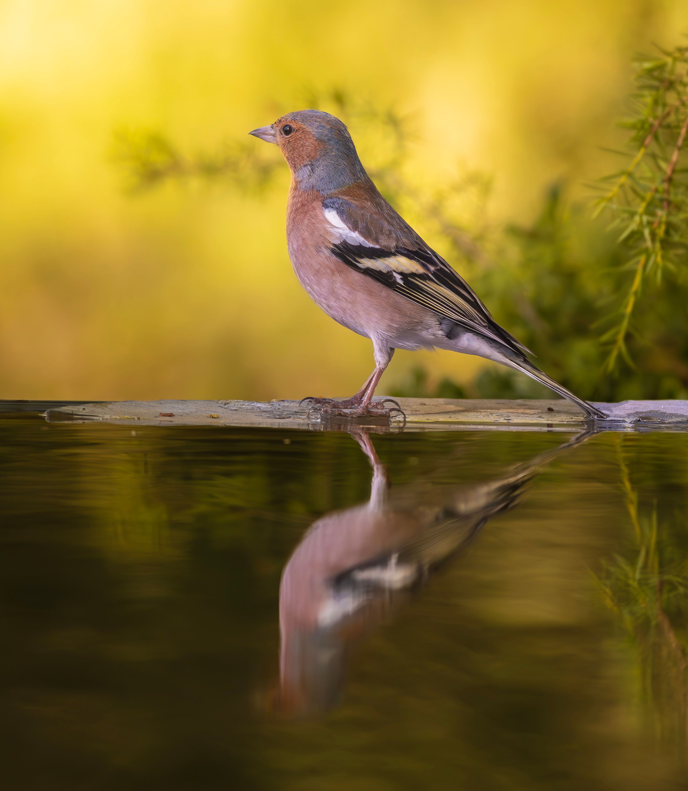 Chaffinch Bird by Water with Reflection · Free Stock Photo