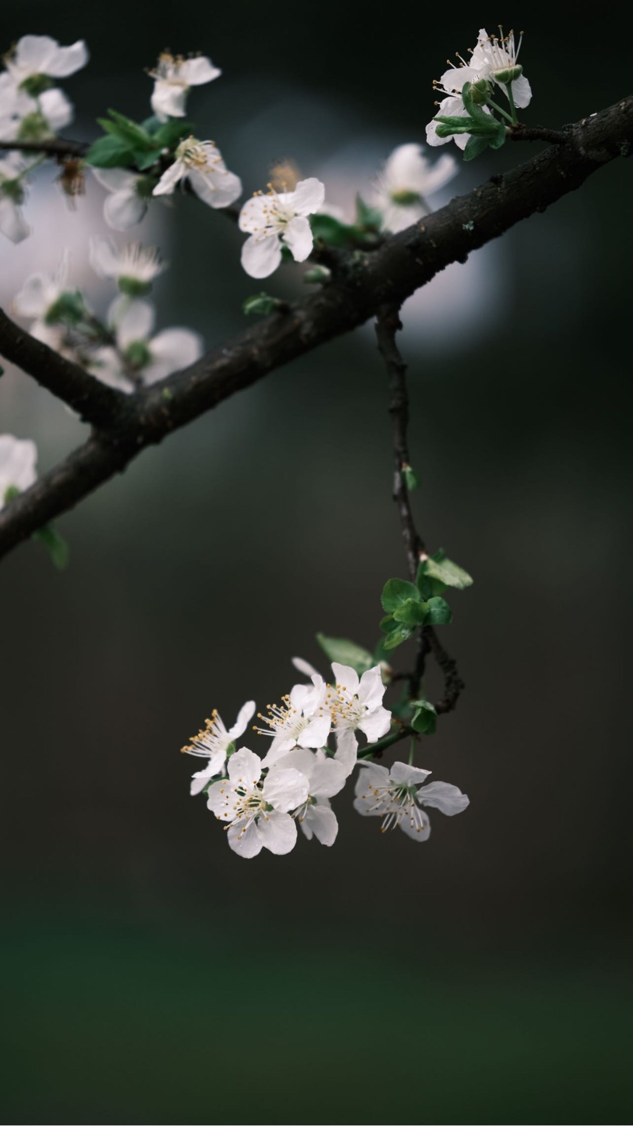 Focus Film - 写真