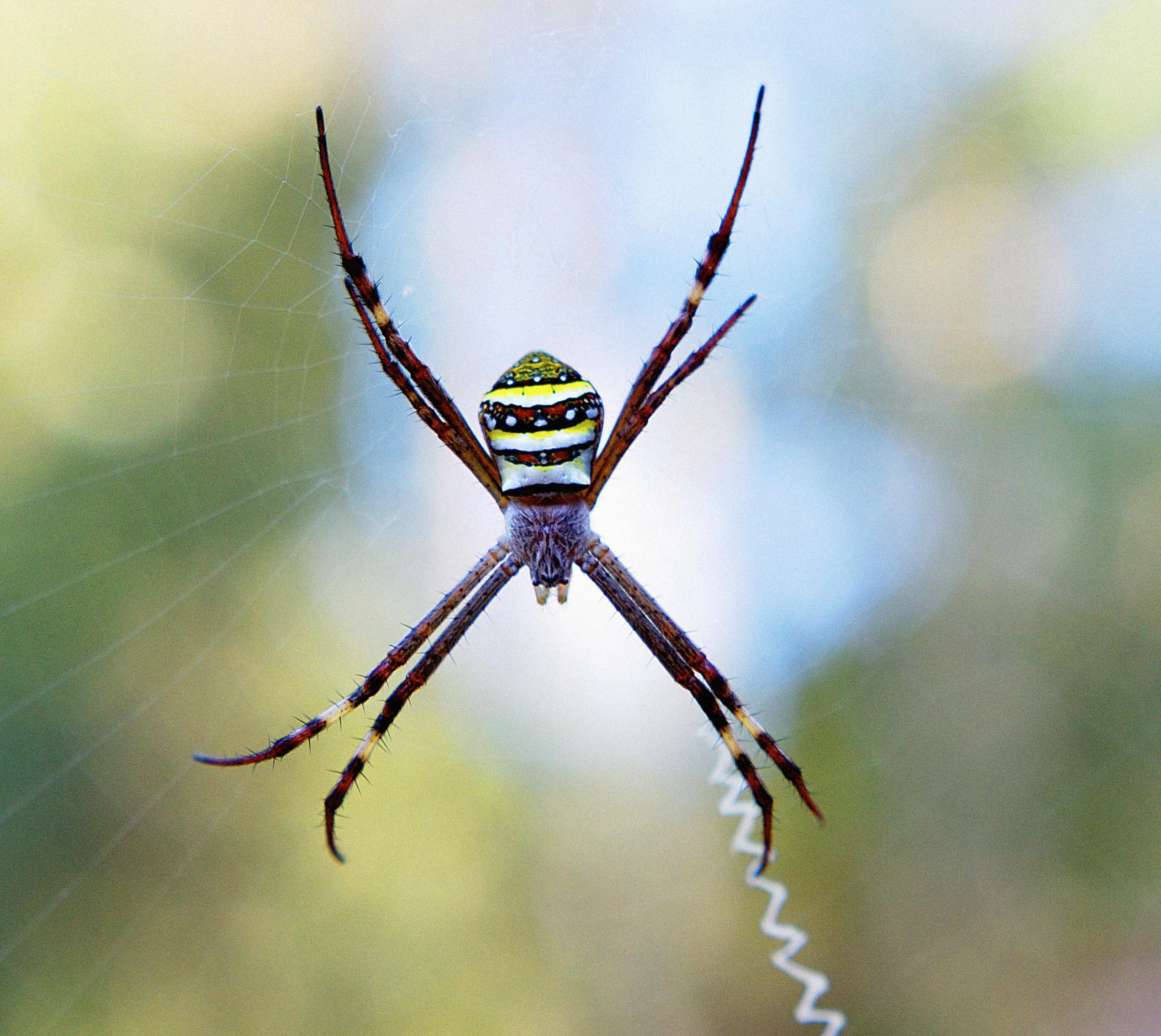 Siderman Spider Verse Photos, Download The BEST Free Siderman Spider ...