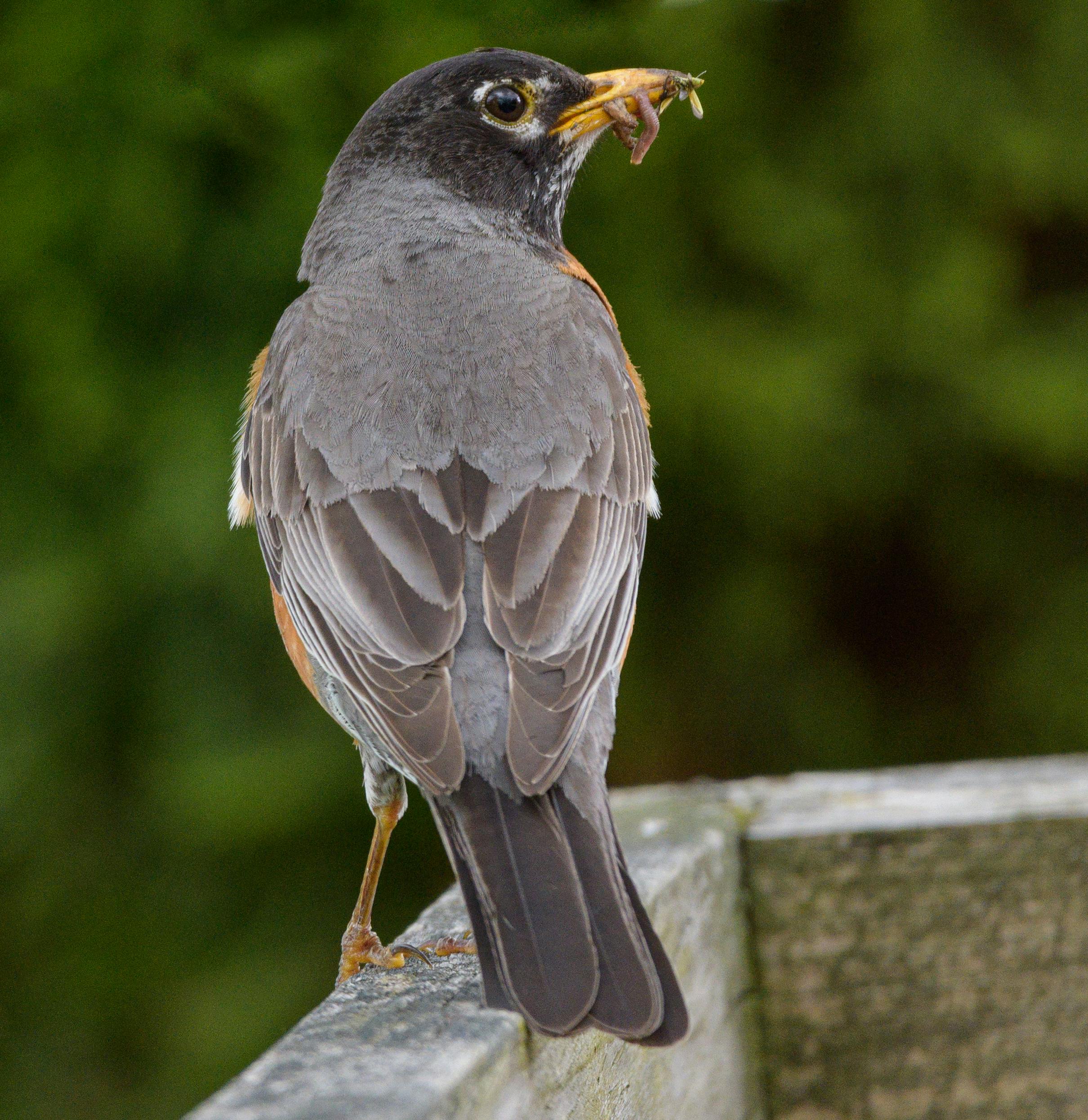 American Robin with Insect on Wooden Railing · Free Stock Photo