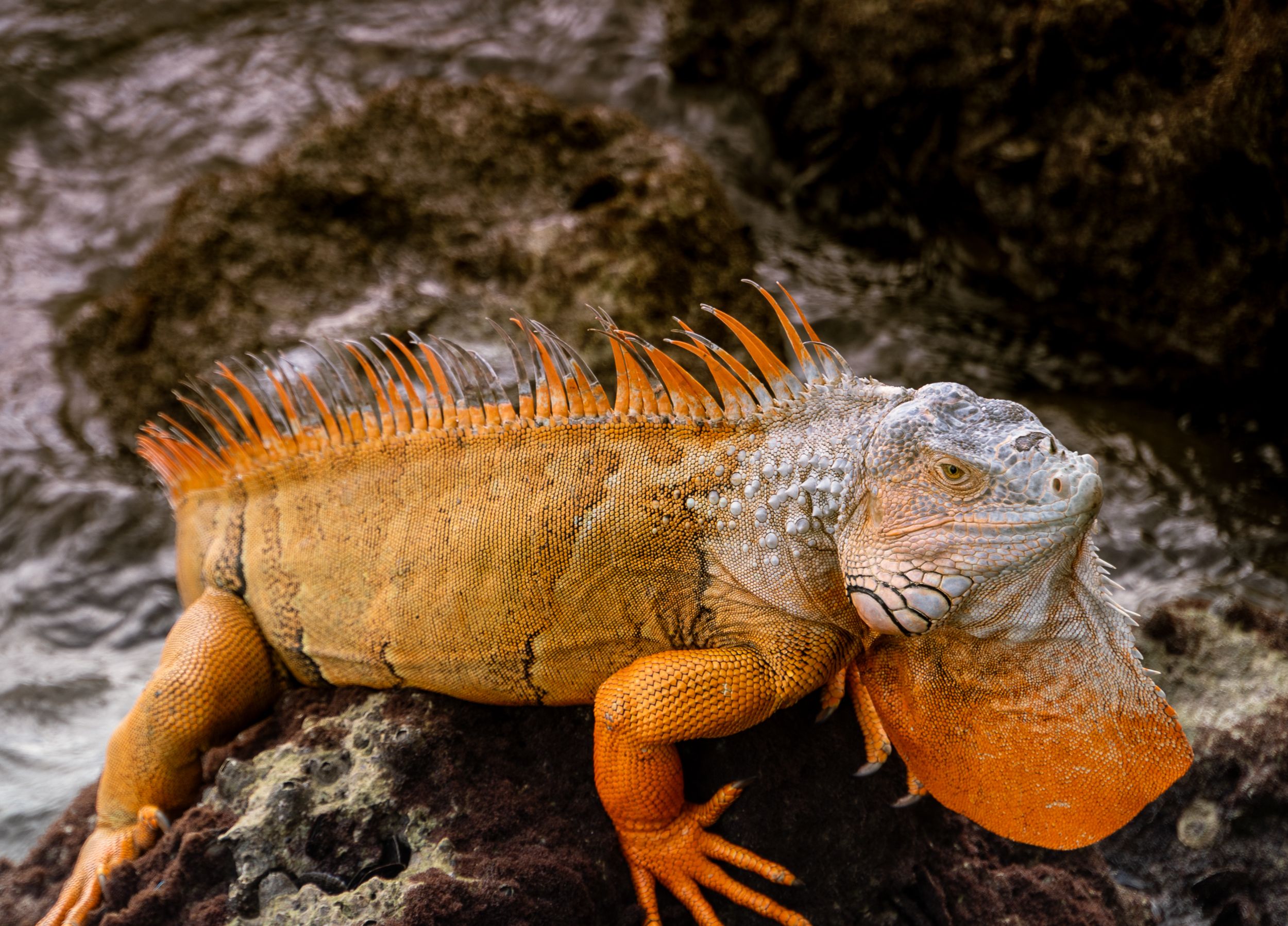Primer Plano De Una Iguana Naranja Vibrante Sobre Una Roca · Foto de ...