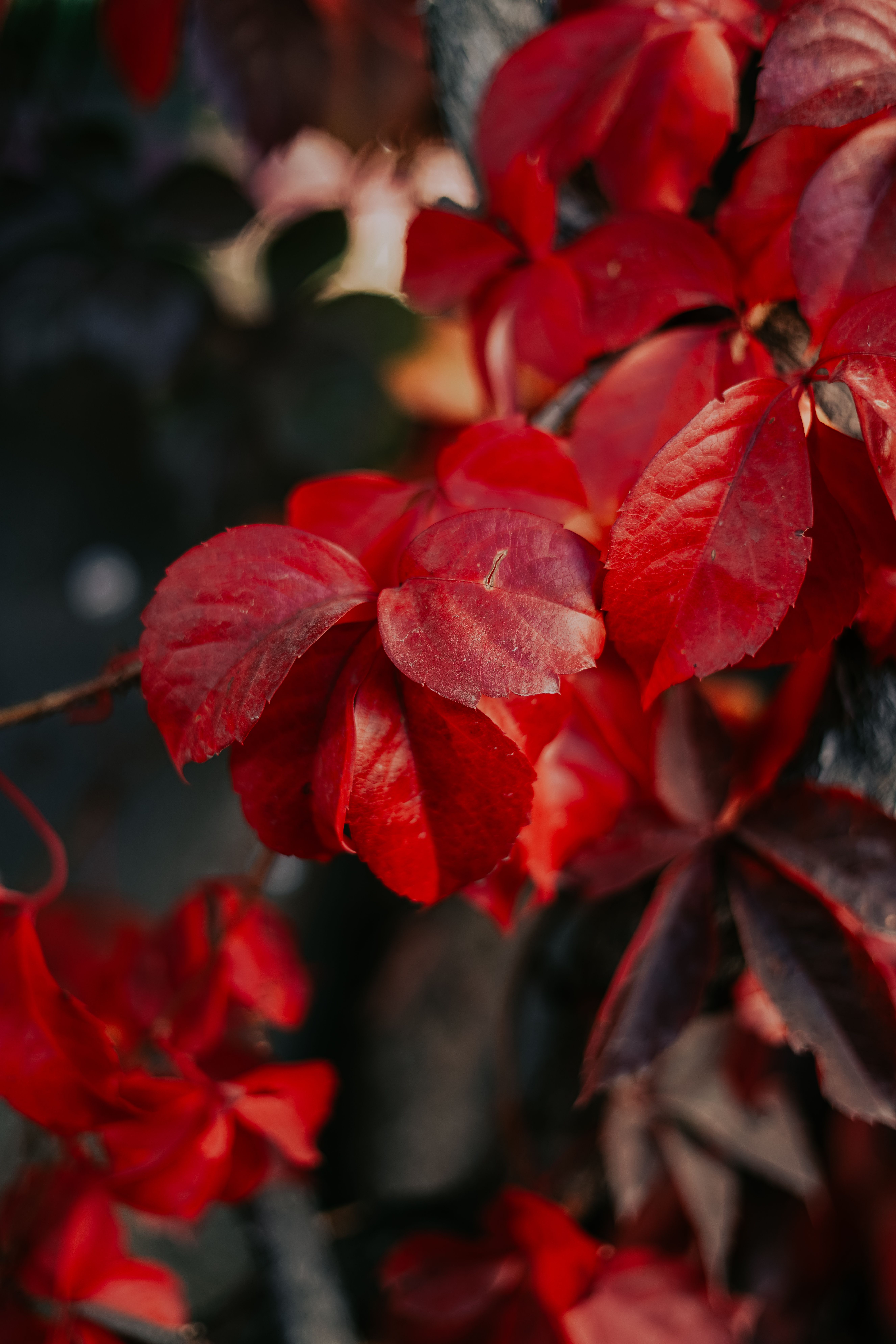 Vibrant Red Leaves on Autumn Tree Branch · Free Stock Photo