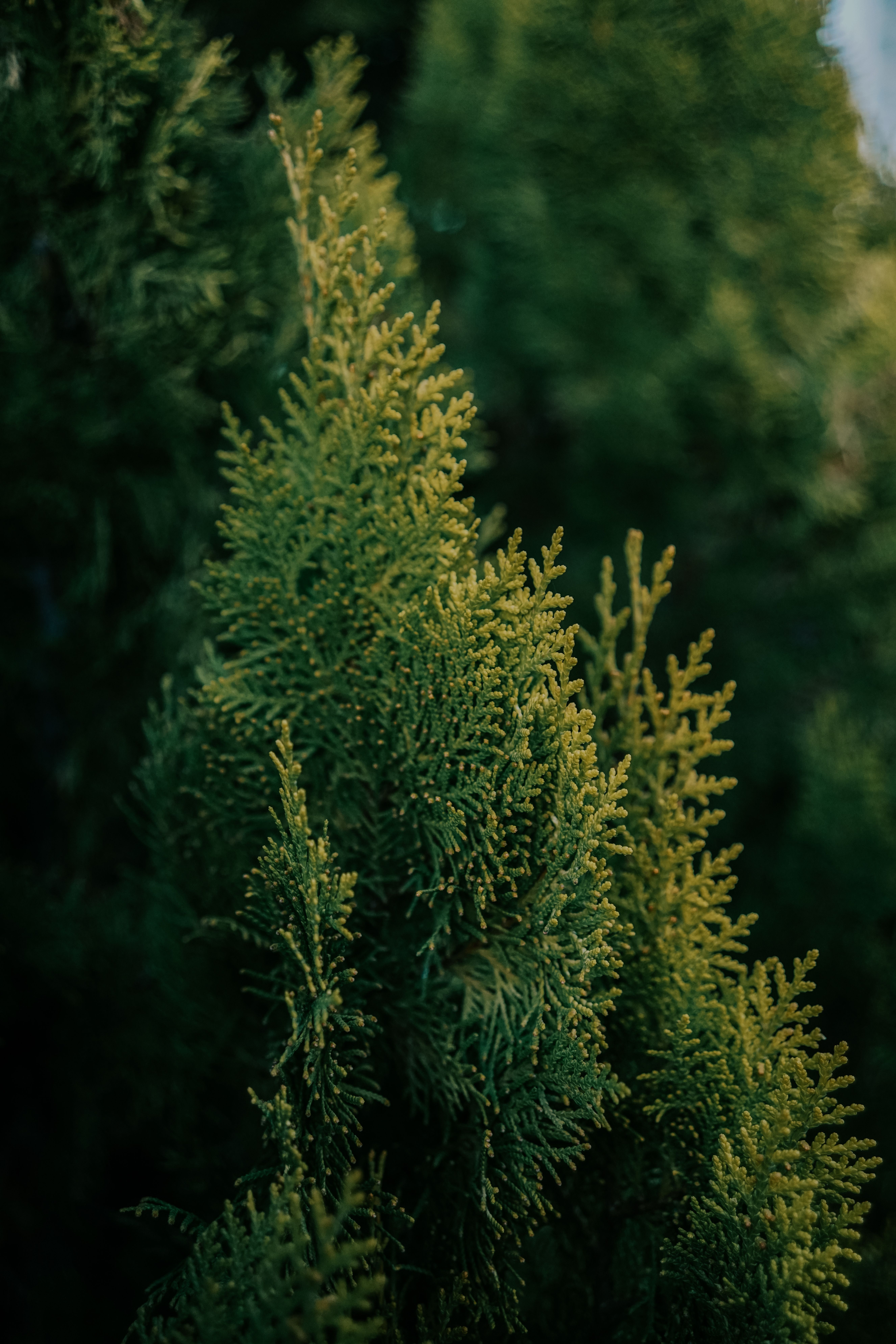 Vibrant Green Conifer Foliage Close-Up · Free Stock Photo