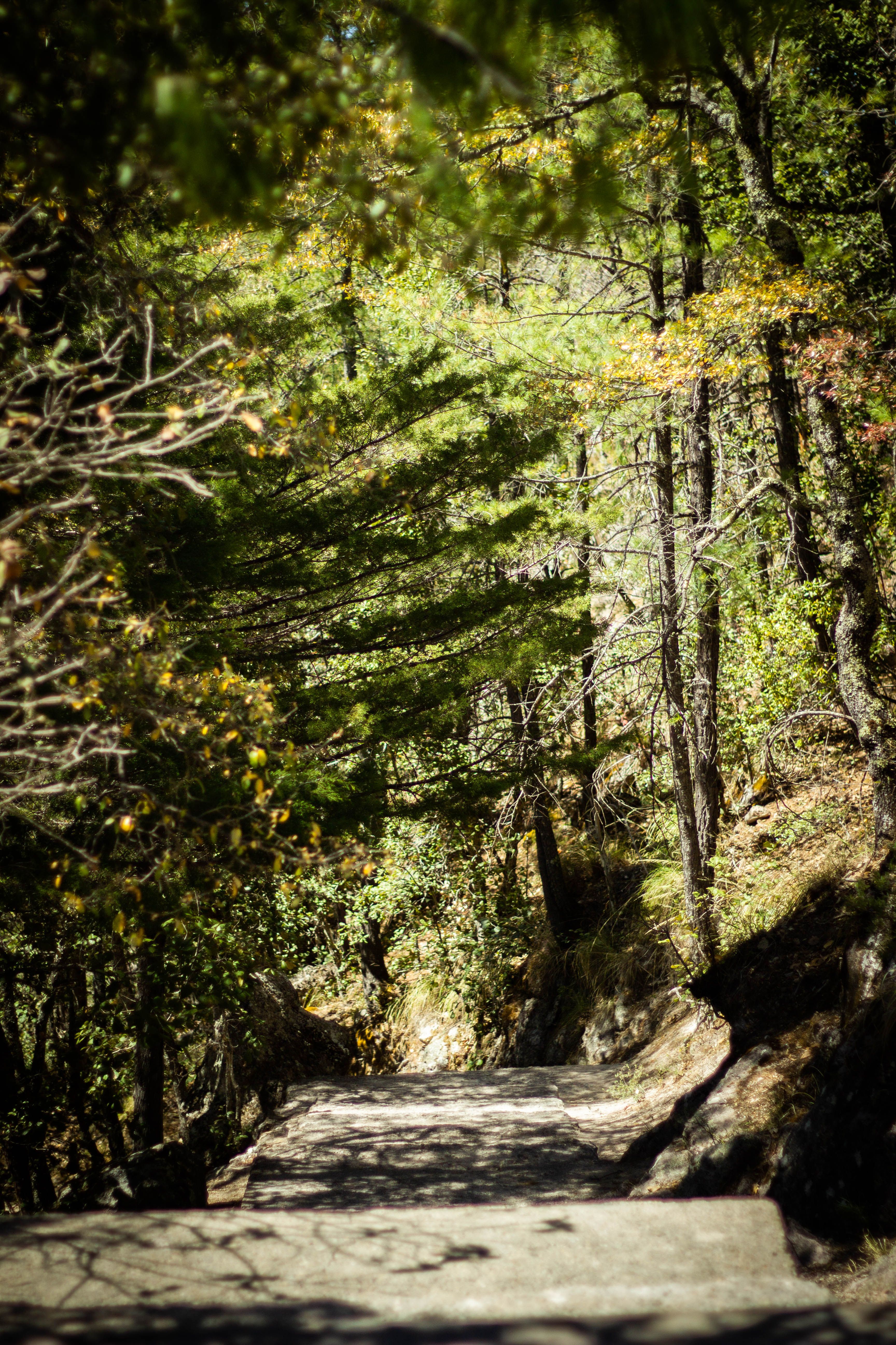 Serene Forest Pathway in Early Autumn · Free Stock Photo