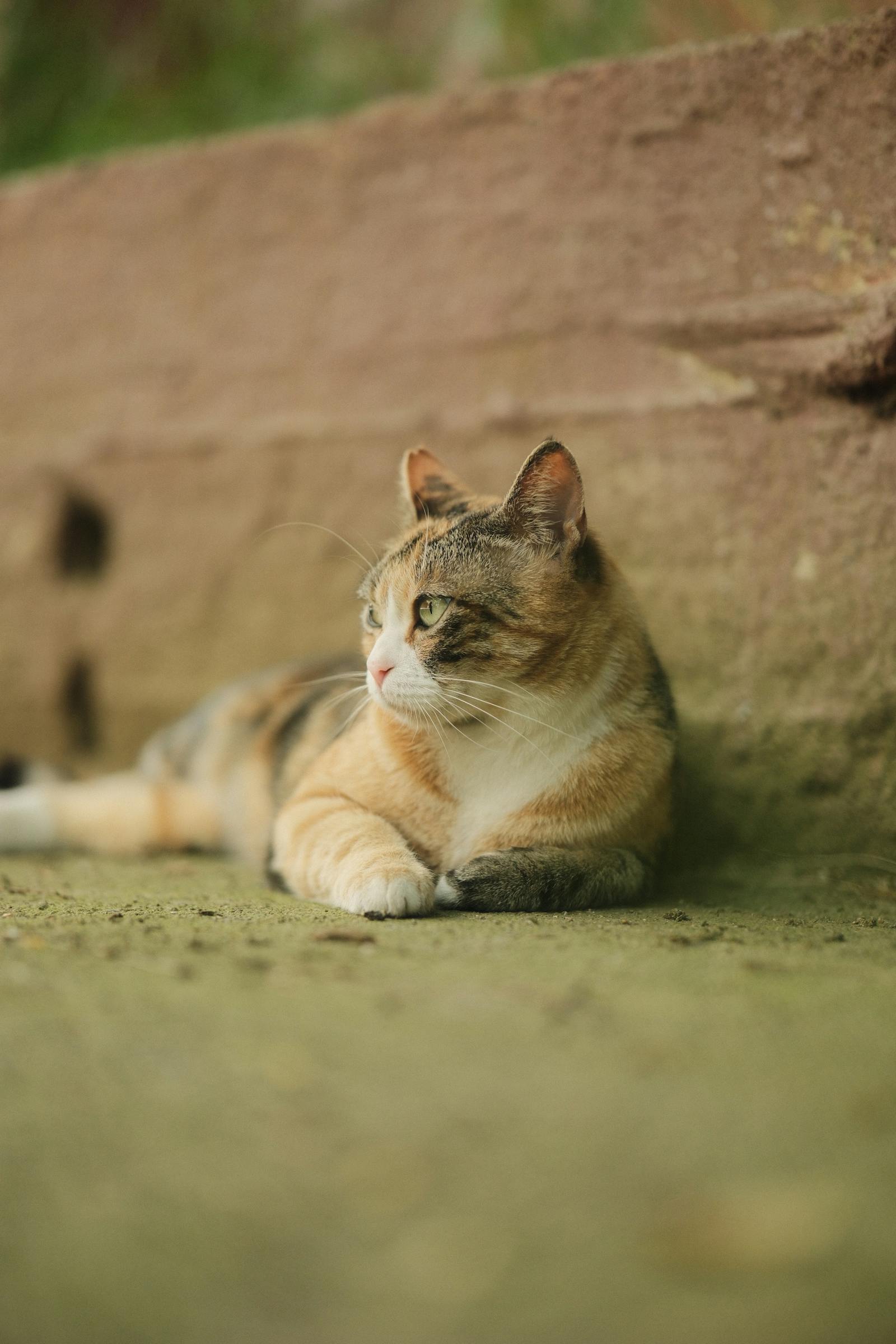 Goofy Cat Photos, Download The BEST Free Goofy Cat Stock Photos & HD Images