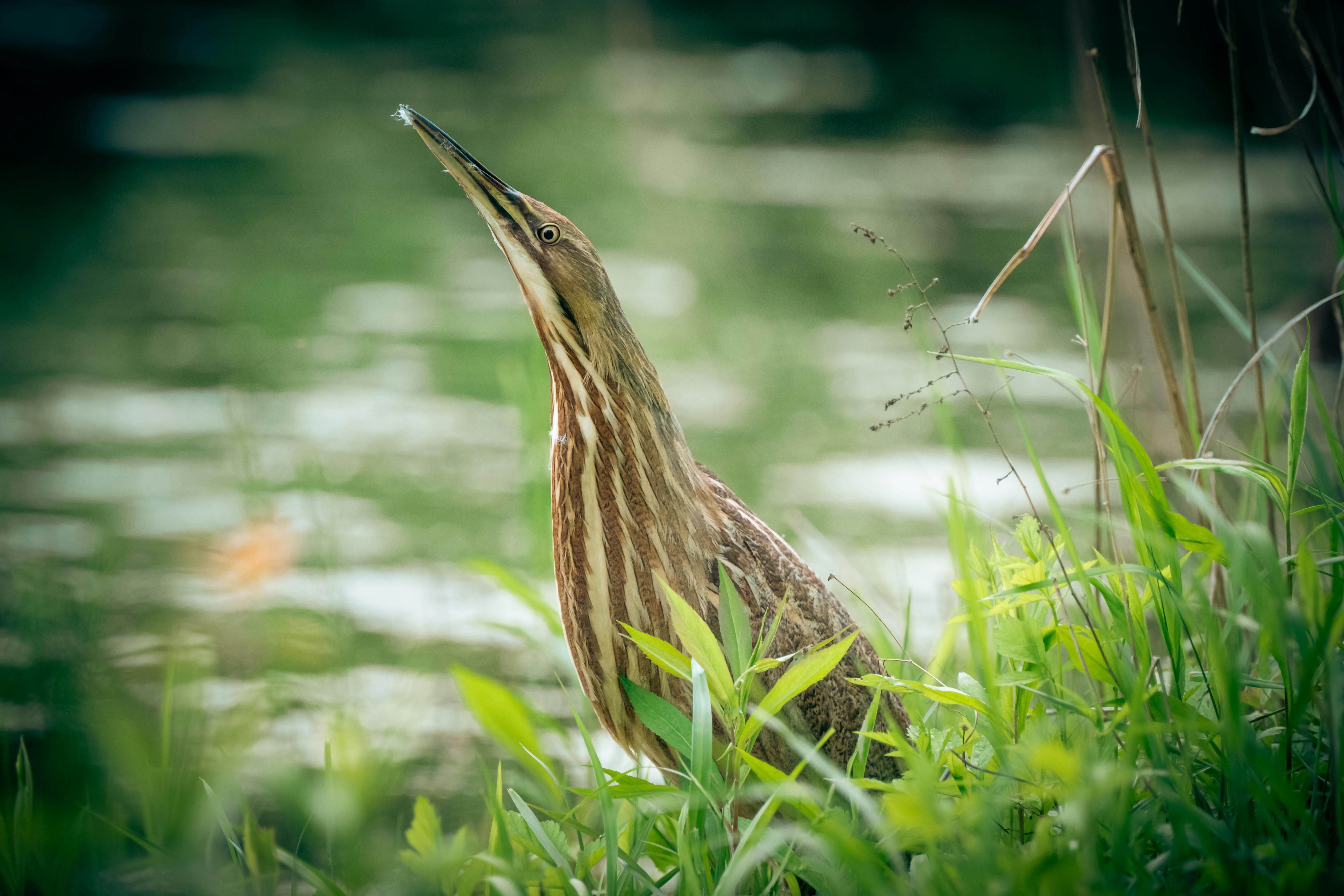 American Bittern in Lush Wetland Habitat · Free Stock Photo