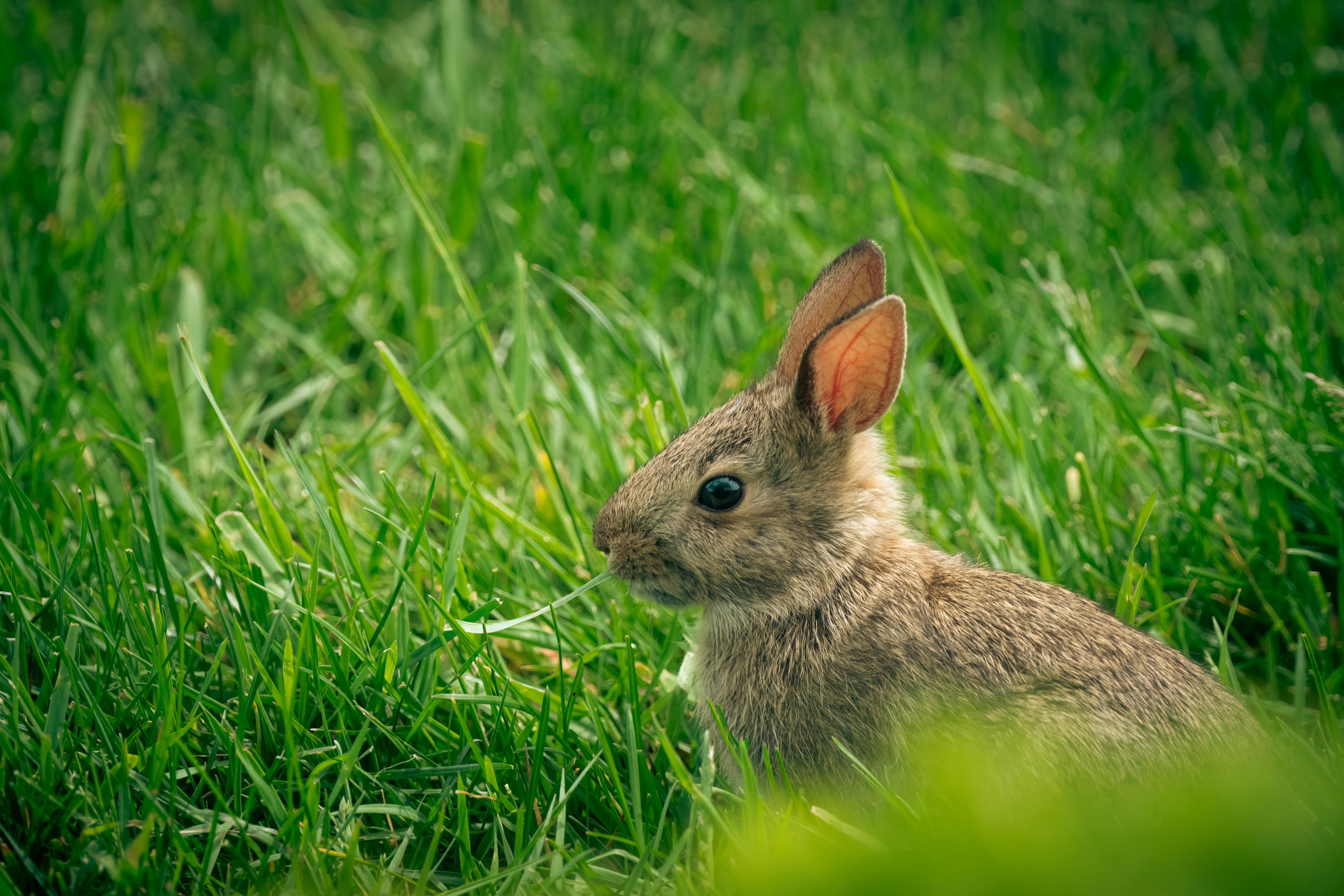 Rabbitphoto Photos, Download The BEST Free Rabbitphoto Stock Photos ...