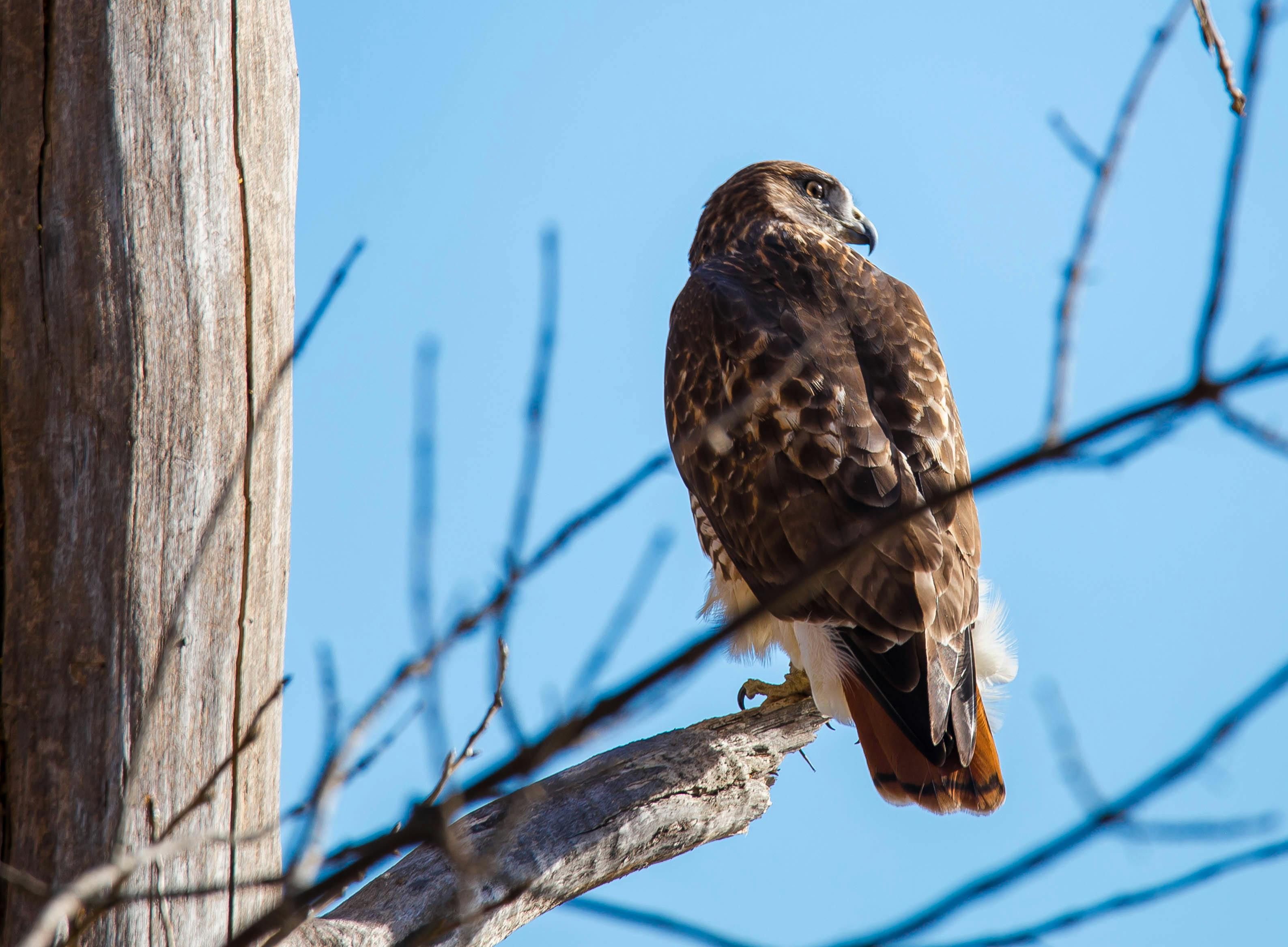 Red-tailed Hawk on Tree Branch in Rockton · Free Stock Photo