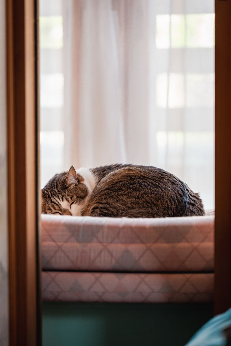 Goofy Cat Photos, Download The BEST Free Goofy Cat Stock Photos & HD Images