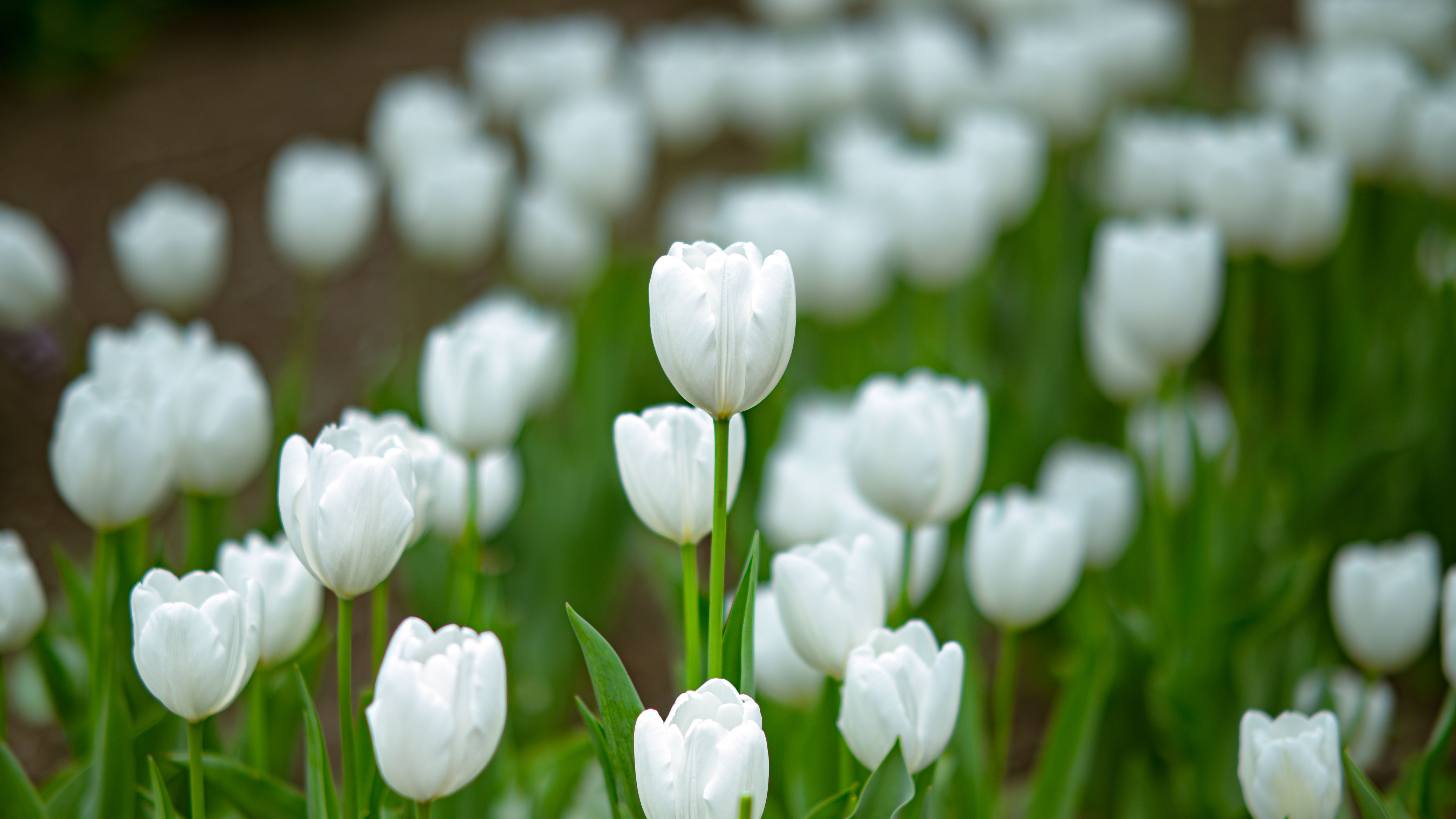 Beautiful White Tulips in Bloom During Spring · Free Stock Photo