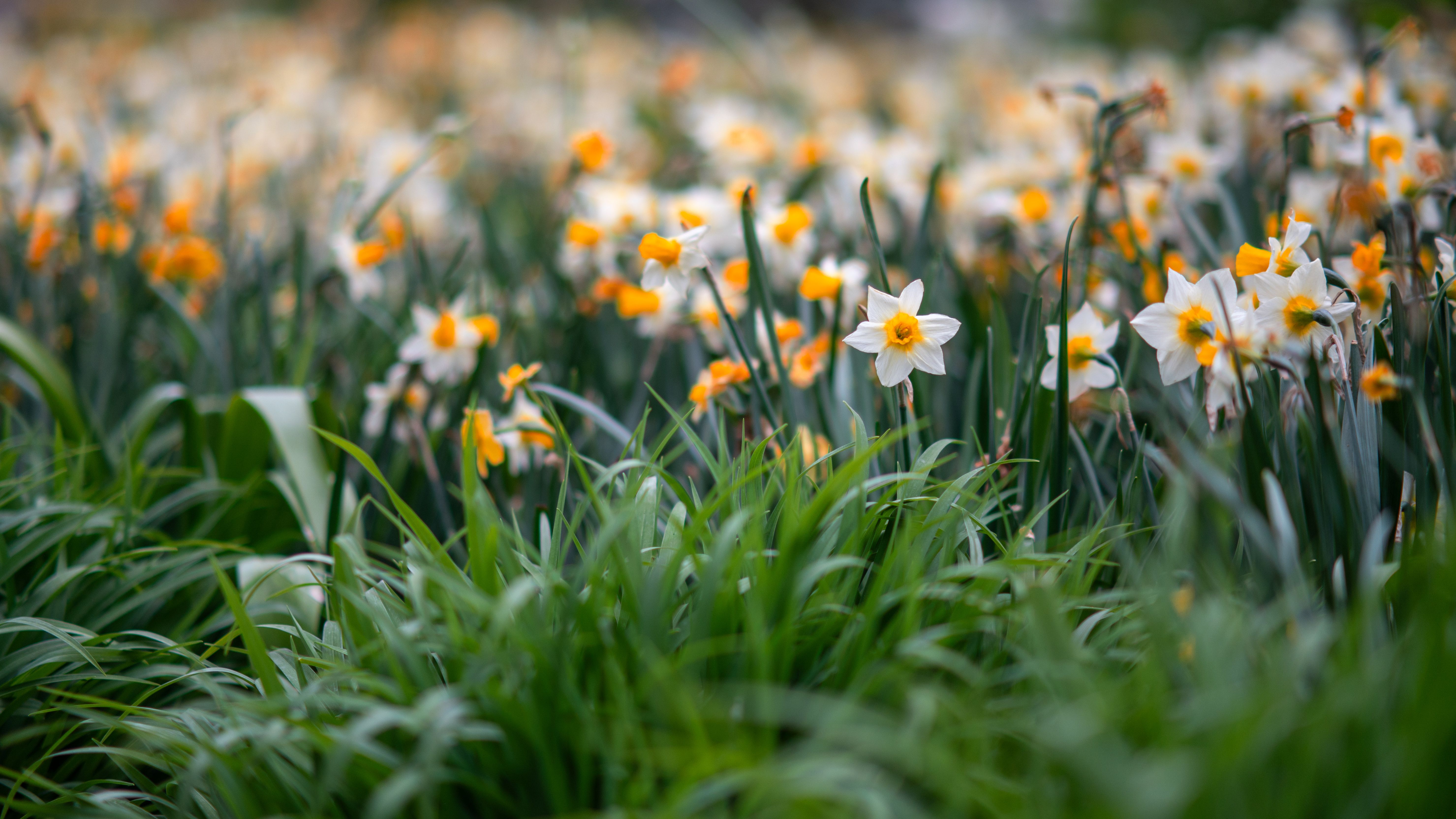 Vibrant Field of Blooming Daffodils in Spring · Free Stock Photo