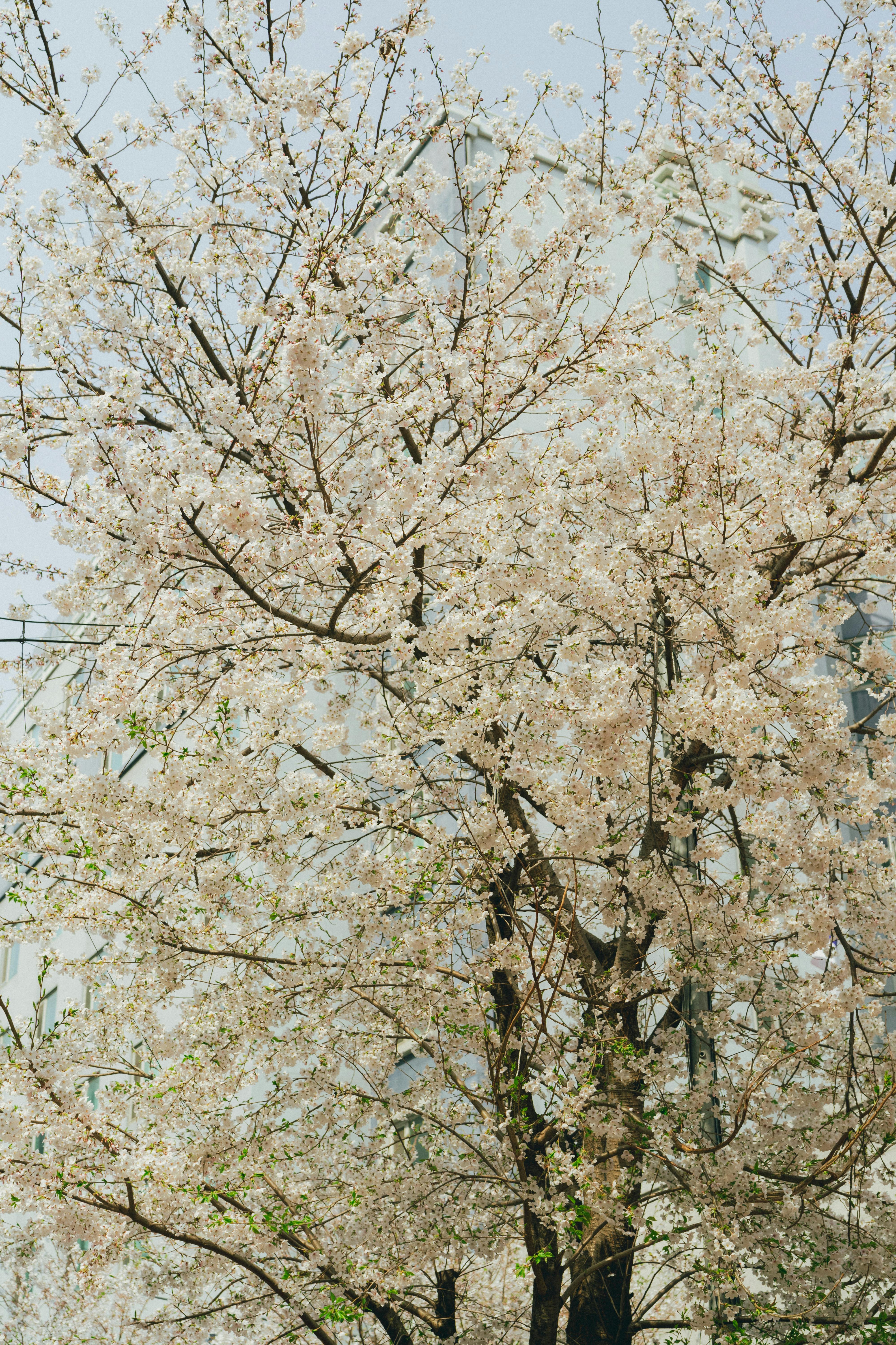 Xentry+Wallpaper Photos, Download The BEST Free Xentry+Wallpaper Stock ...