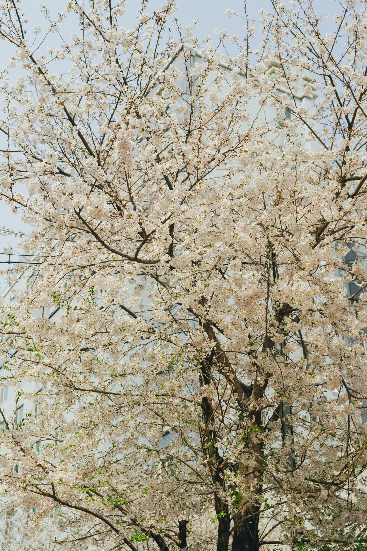 Sakura Tree Wallpaper Photos, Download The BEST Free Sakura Tree ...