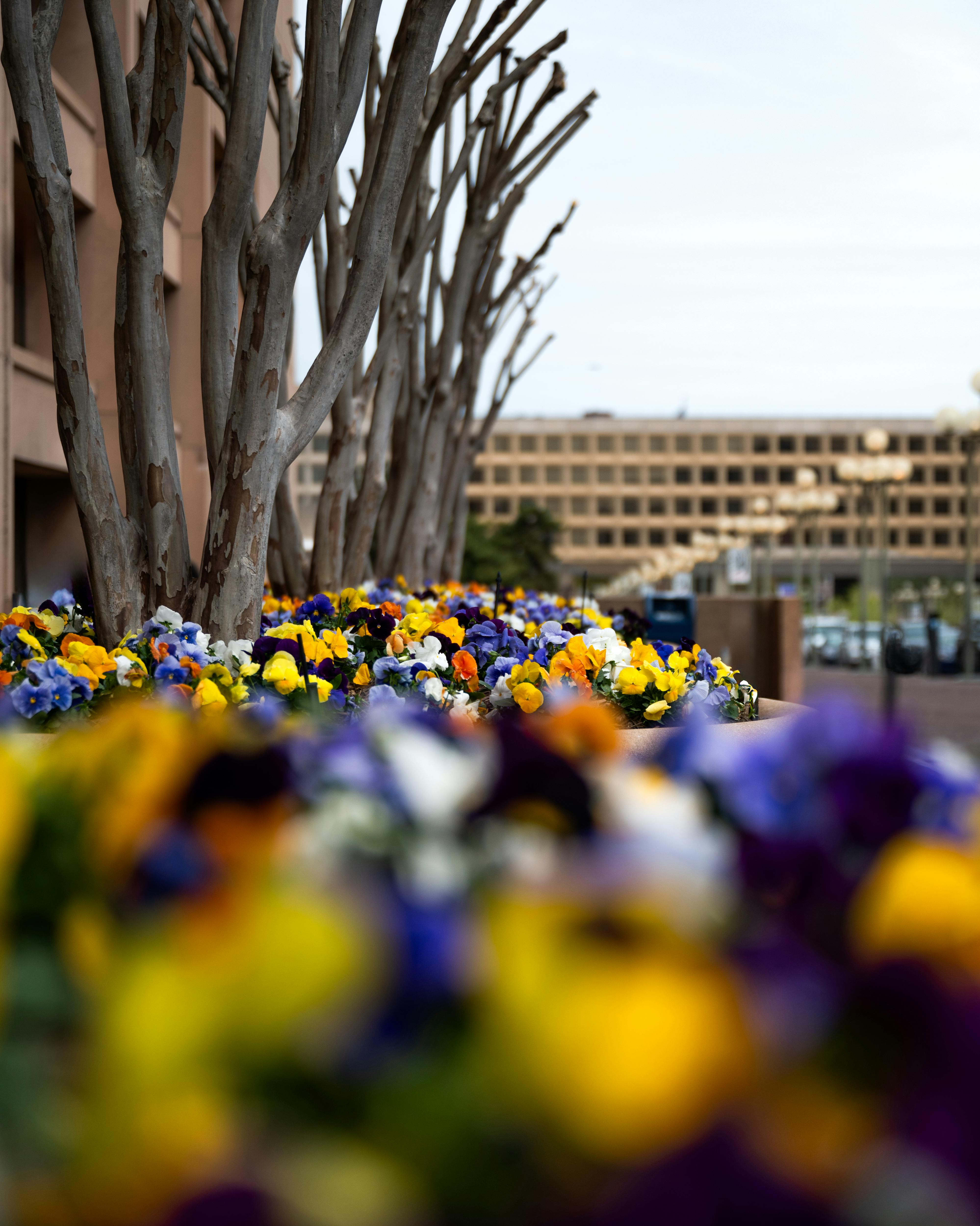 Colorful pansies in urban landscape setting · Free Stock Photo