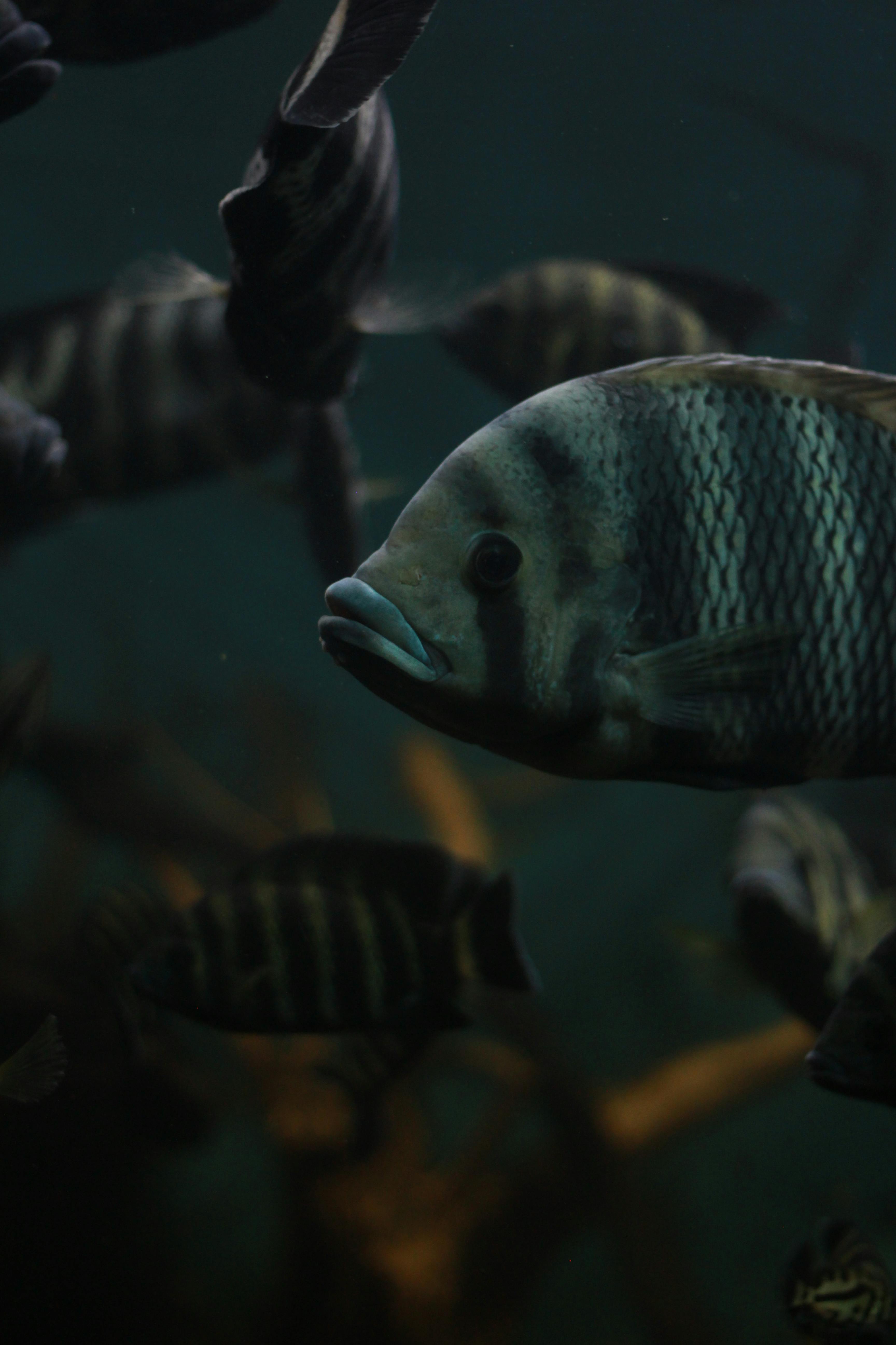 Melhores imagens de Ulat+ikan · Download 100% grátis · Fotos ...