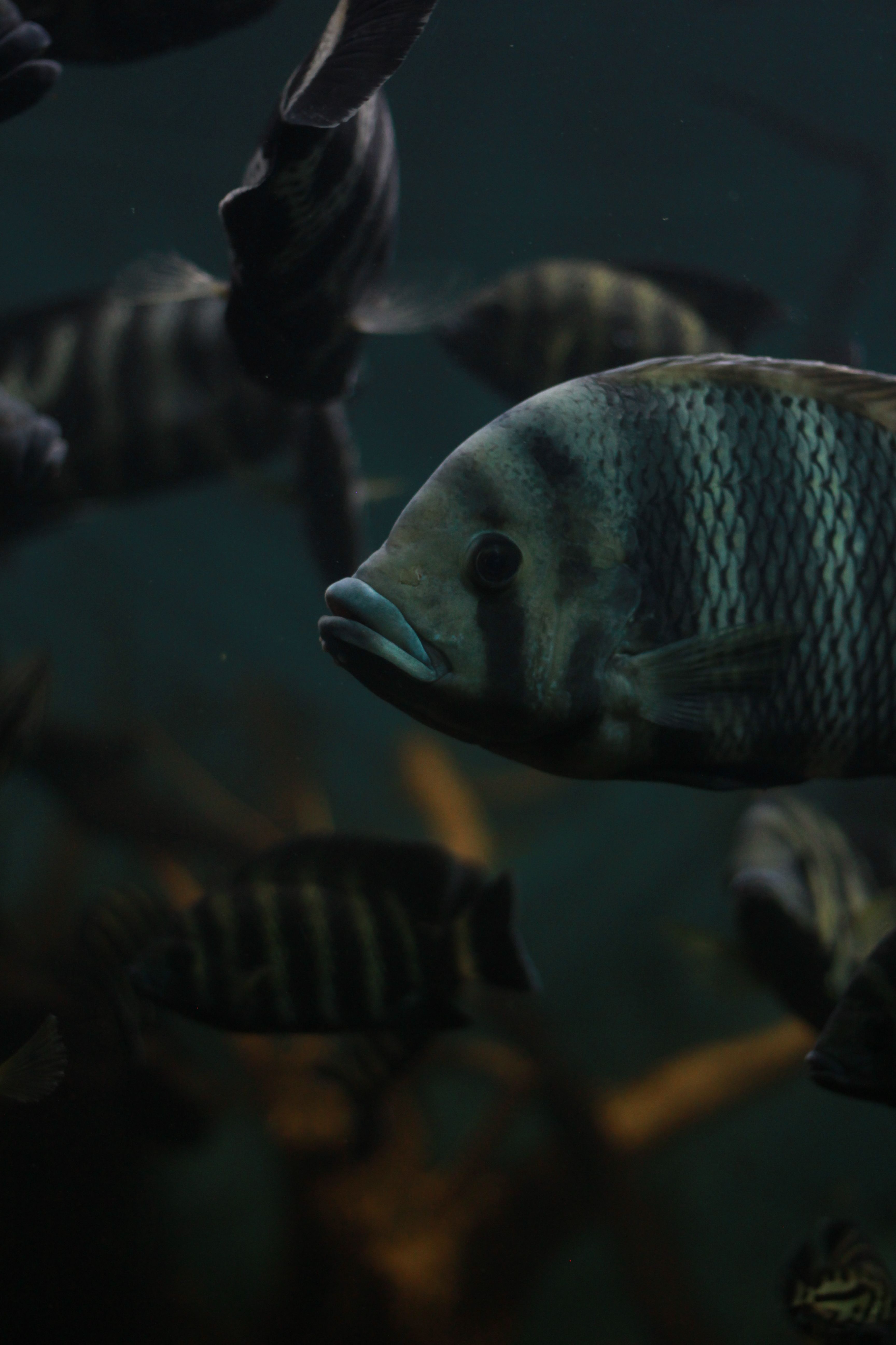 Colorful Fish Swimming in Aquatic Environment · Free Stock Photo
