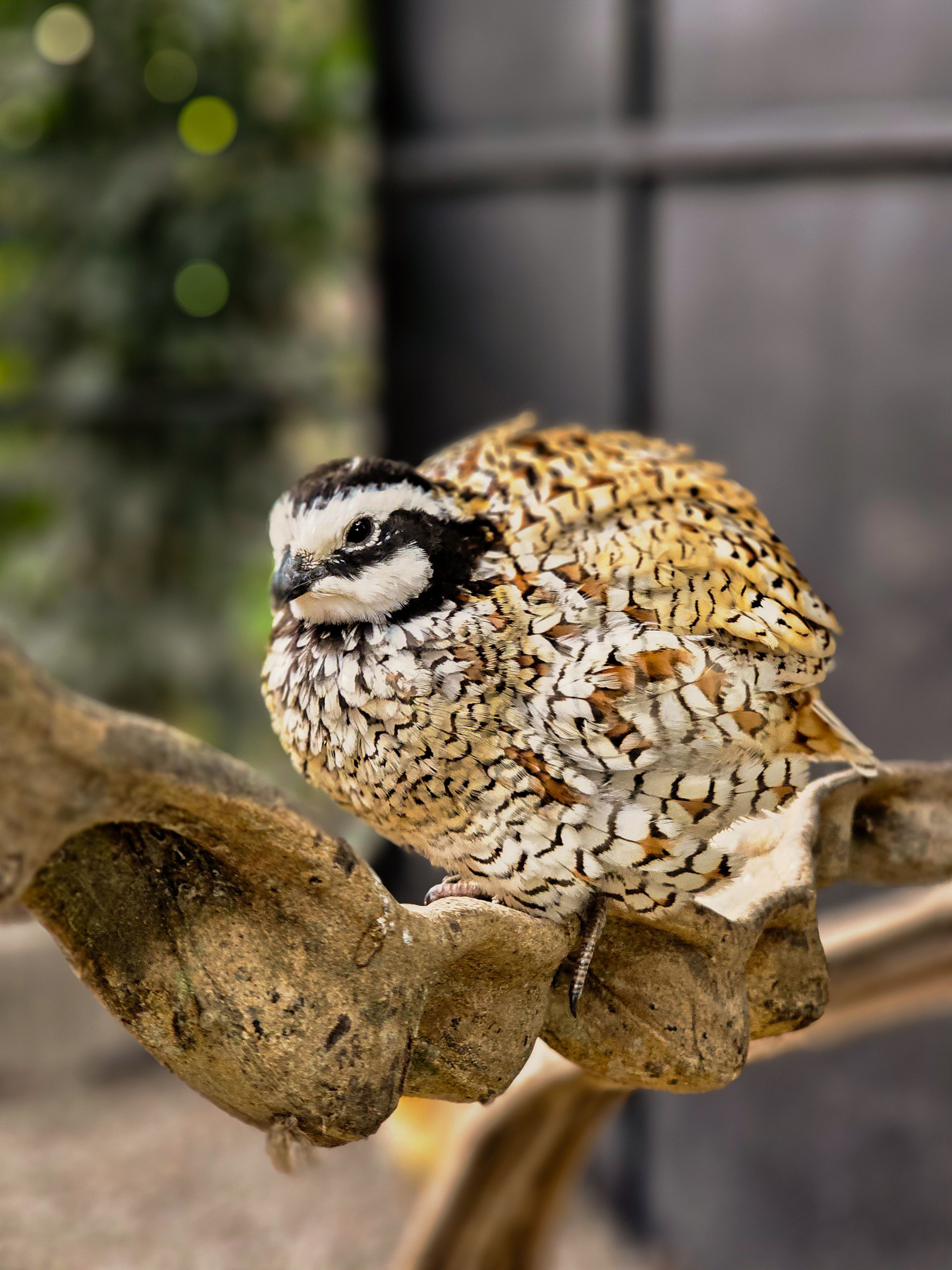 Northern Bobwhite Quail Perched on Branch · Free Stock Photo