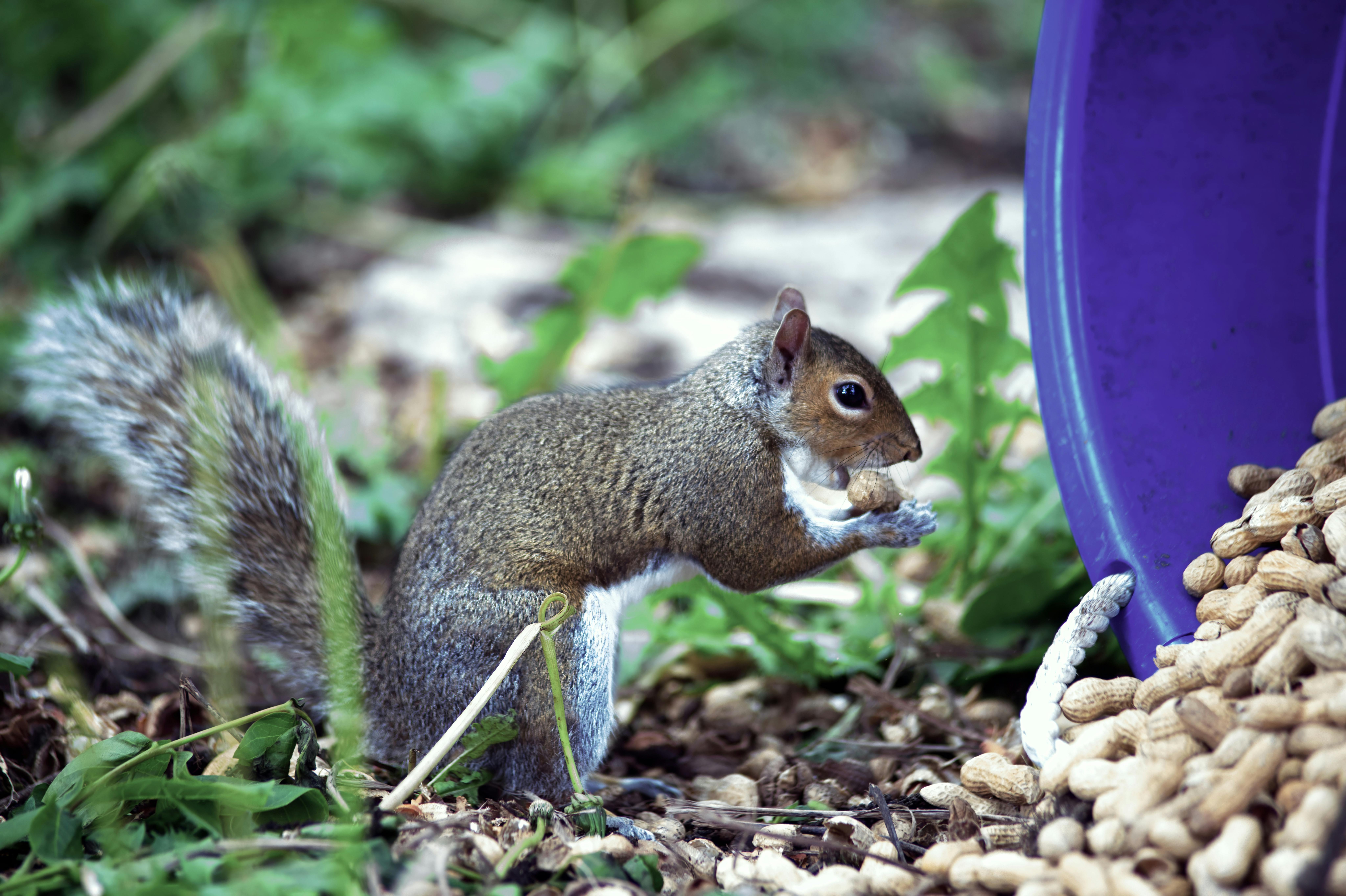 Squirrel Eating Peanuts by a Purple Bucket · Free Stock Photo