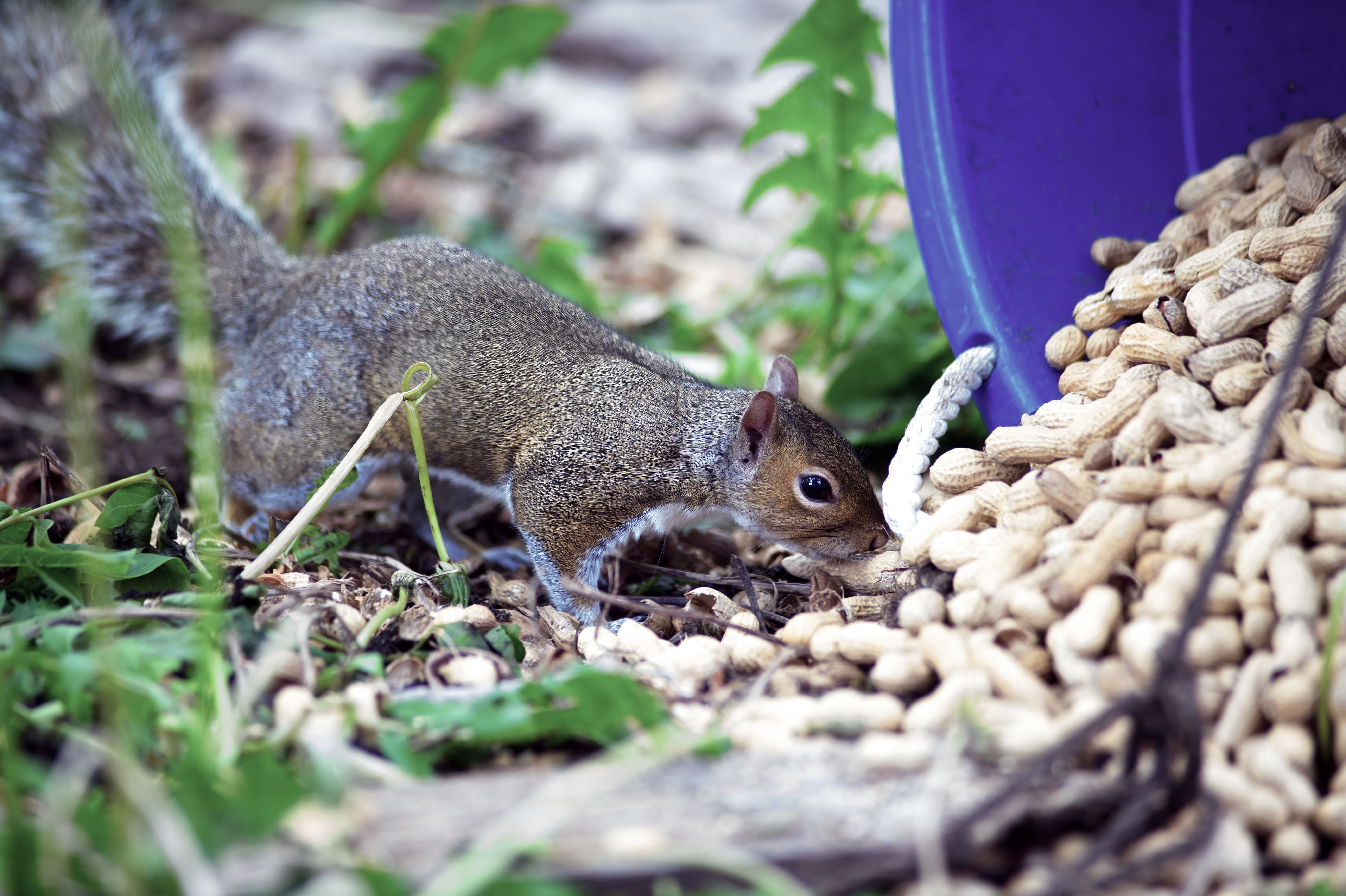 Ardilla Curiosa Con Cacahuetes En El Jardín · Foto de stock gratuita