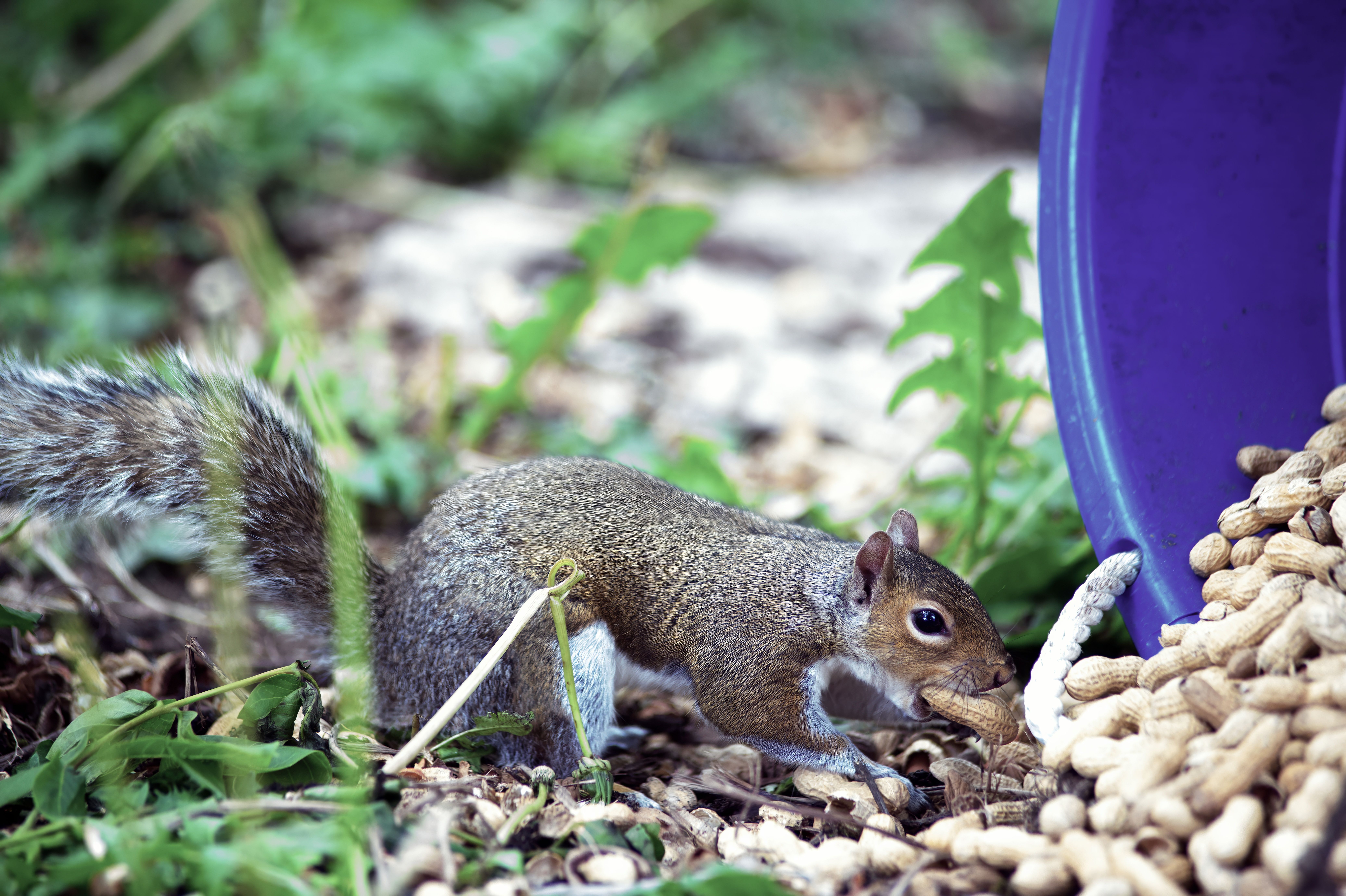 Gray Squirrel Gathering Peanuts Outdoors · Free Stock Photo