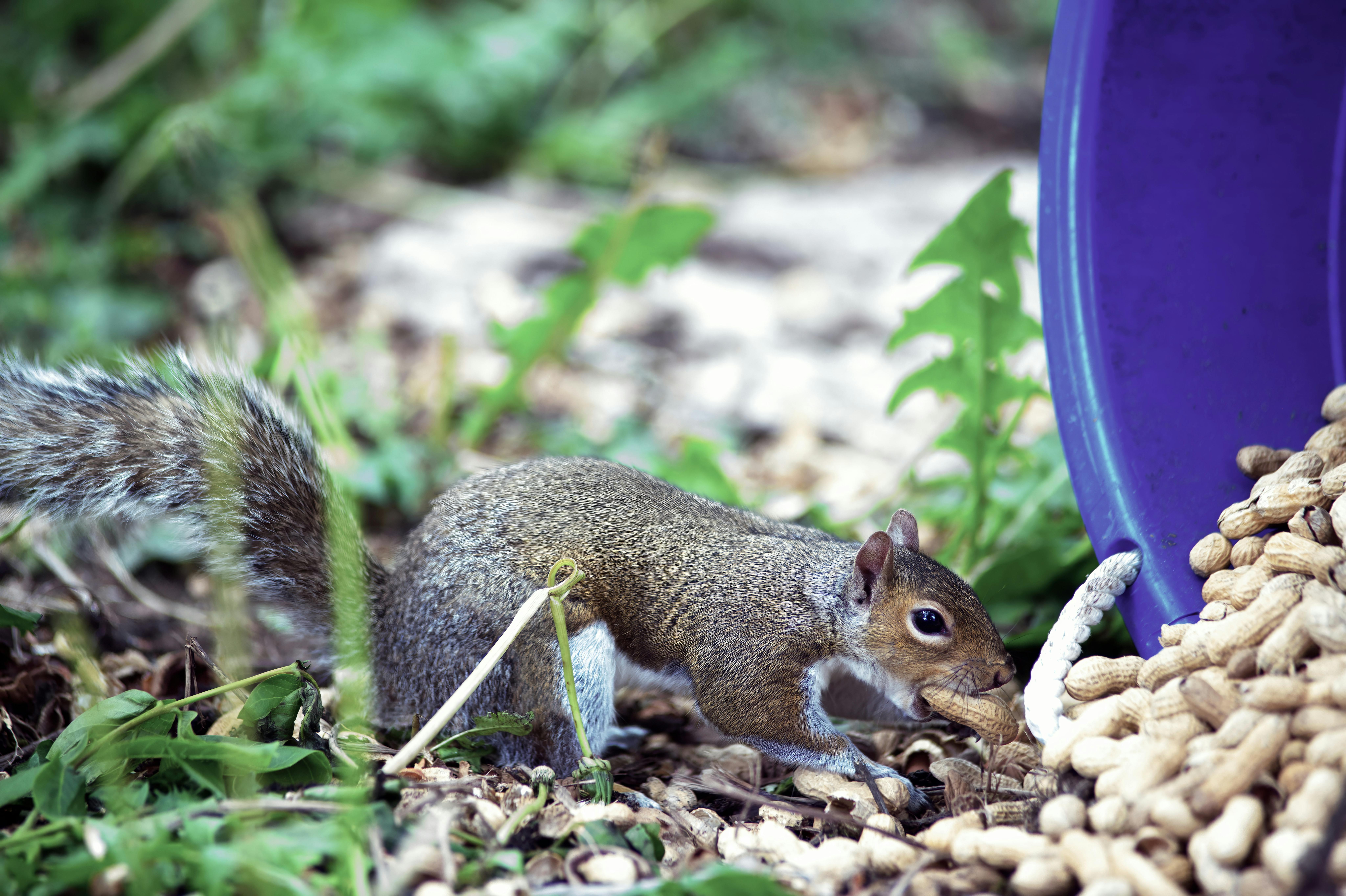 Matsuri Nut Photos, Download The BEST Free Matsuri Nut Stock Photos & HD Images