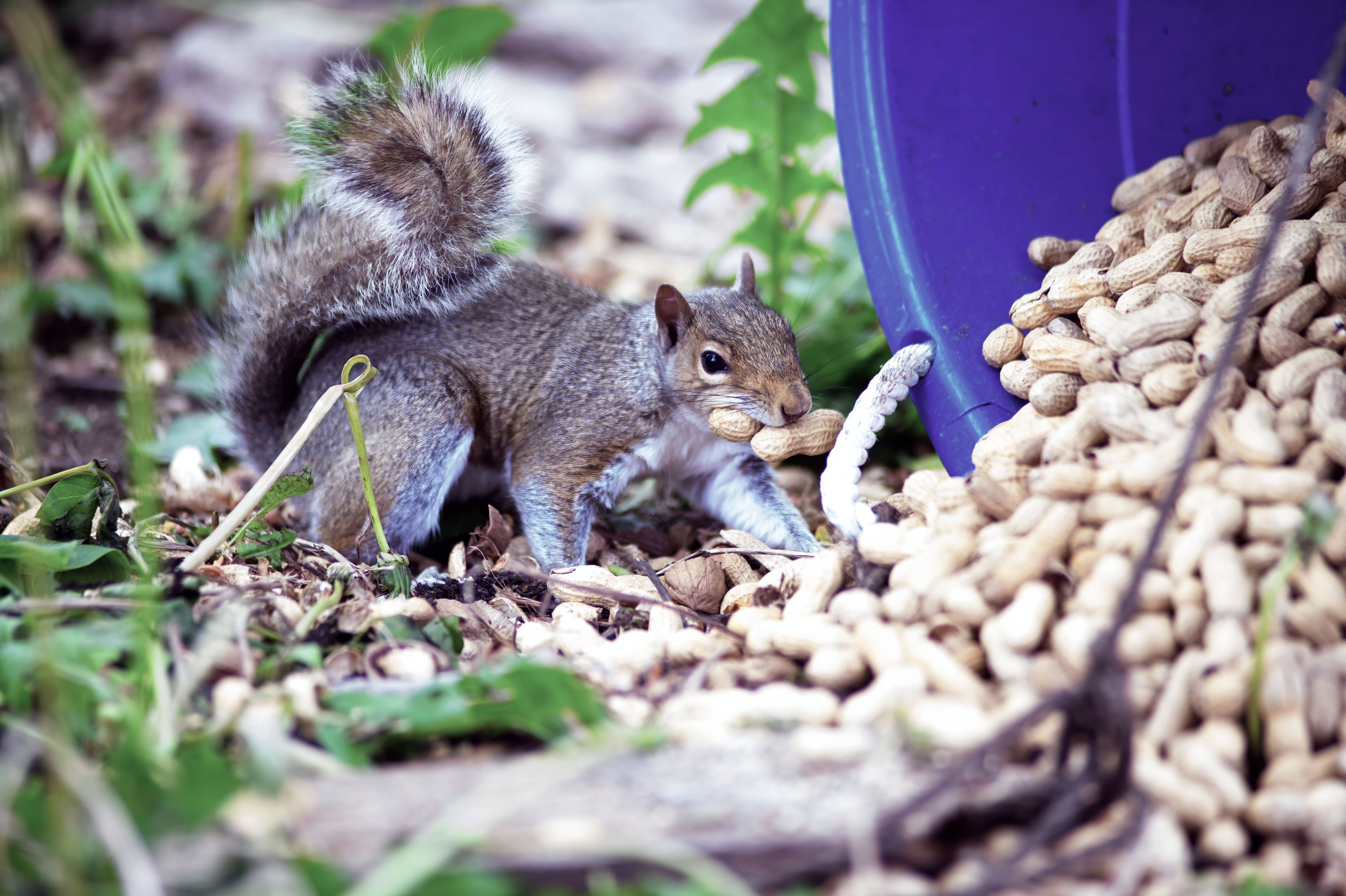 Gray Squirrel Gathering Peanuts Outdoors · Free Stock Photo