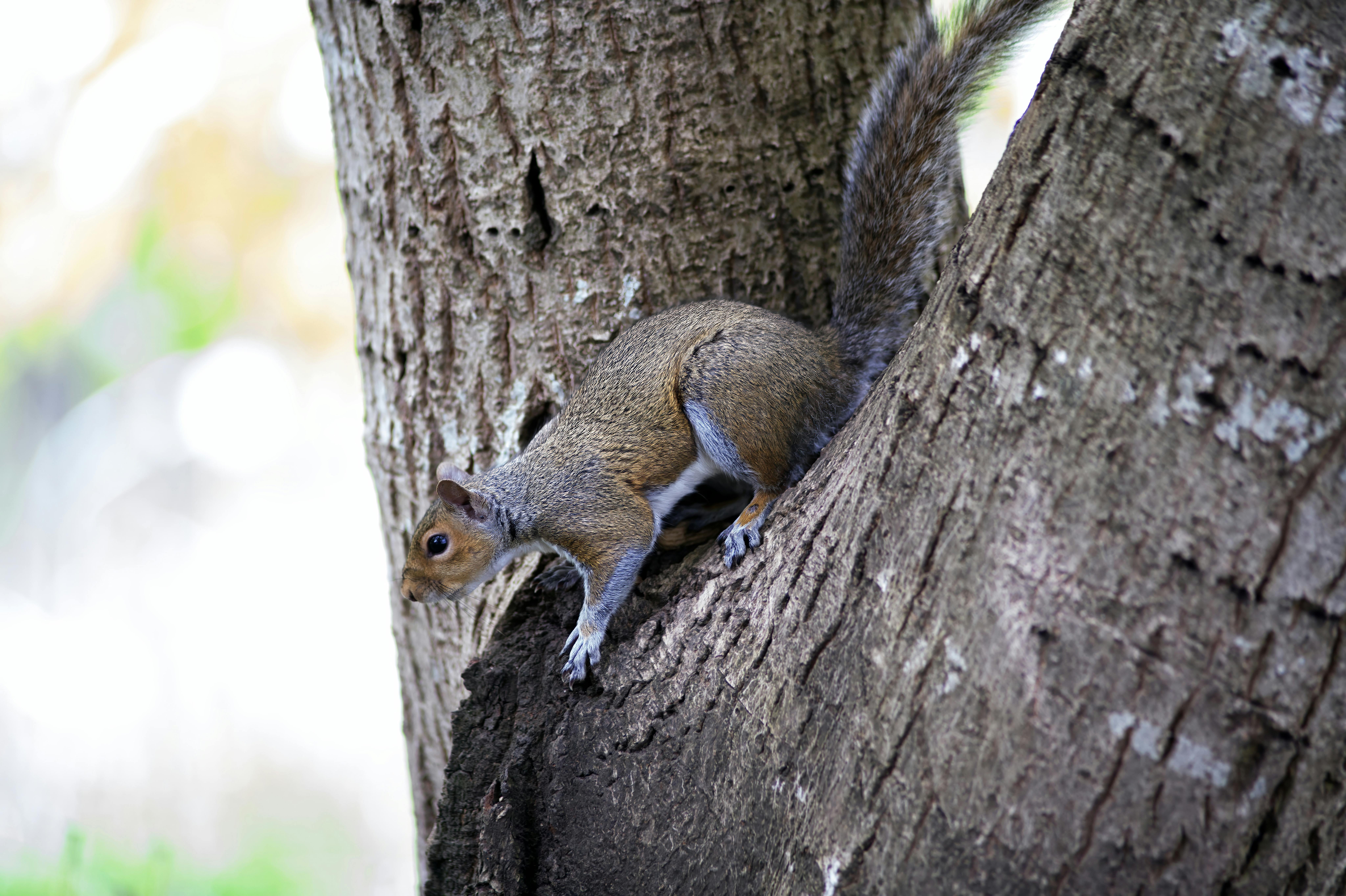 Close-Up of a Squirrel on Tree Trunk · Free Stock Photo