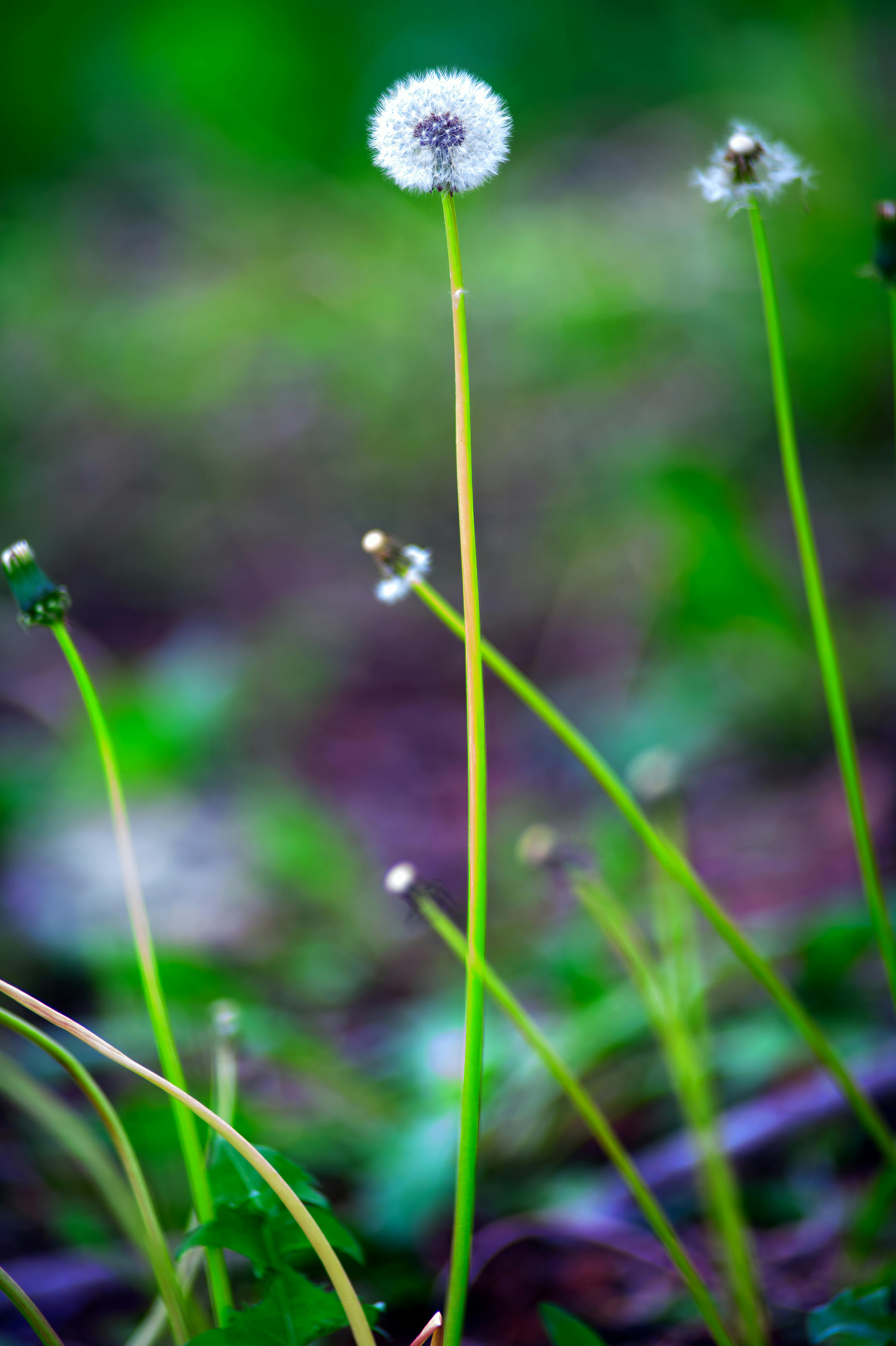 Renewal Background Photos, Download The BEST Free Renewal Background ...