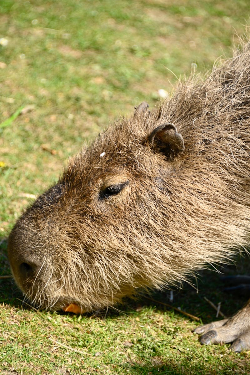 Animated Capybara Photos, Download The BEST Free Animated Capybara ...