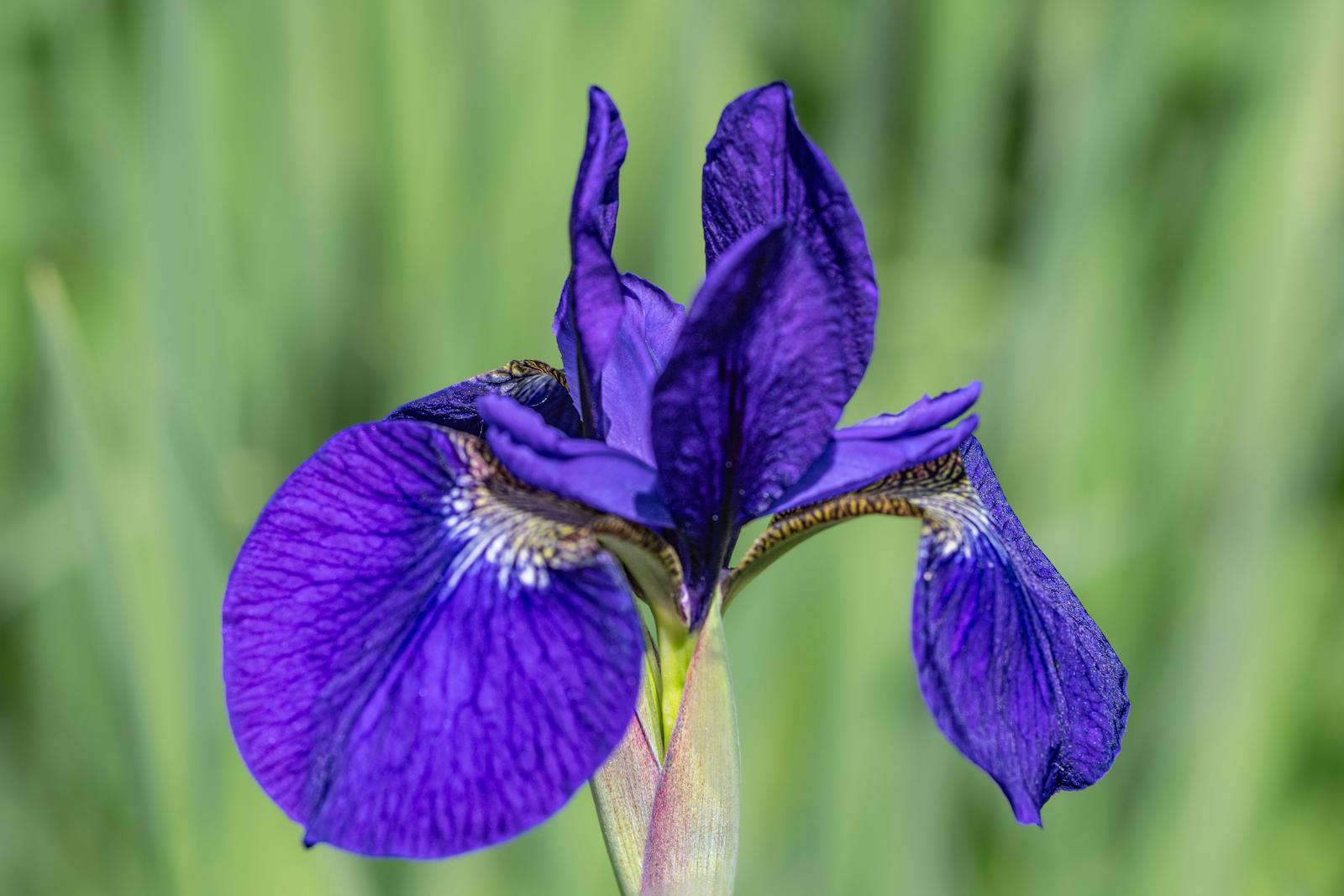 Iris Flower Photos, Download The BEST Free Iris Flower Stock Photos ...