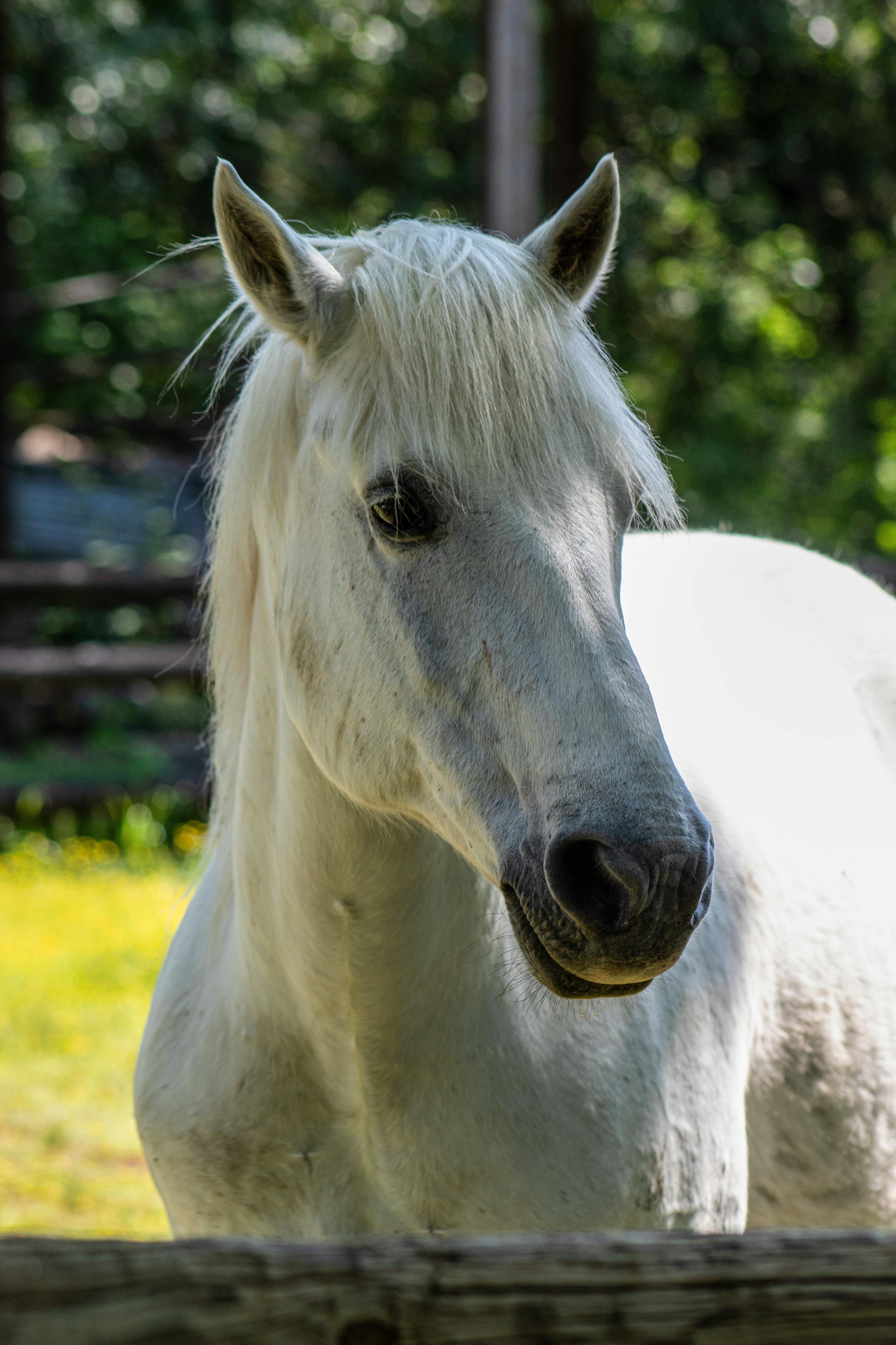 Topic Mare Photos, Download The BEST Free Topic Mare Stock Photos & HD ...