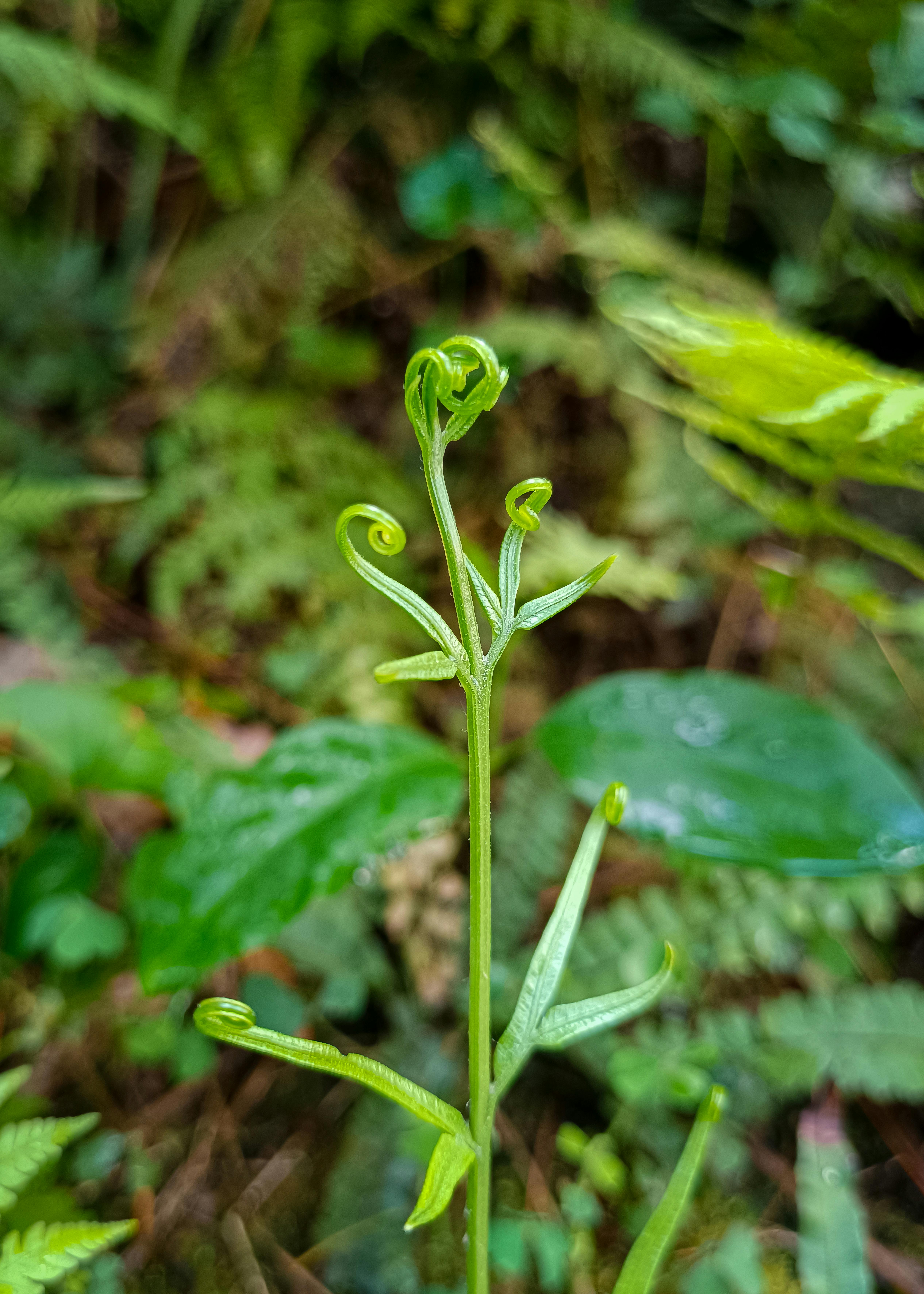 Bahun In Nepal Photos, Download The BEST Free Bahun In Nepal Stock ...