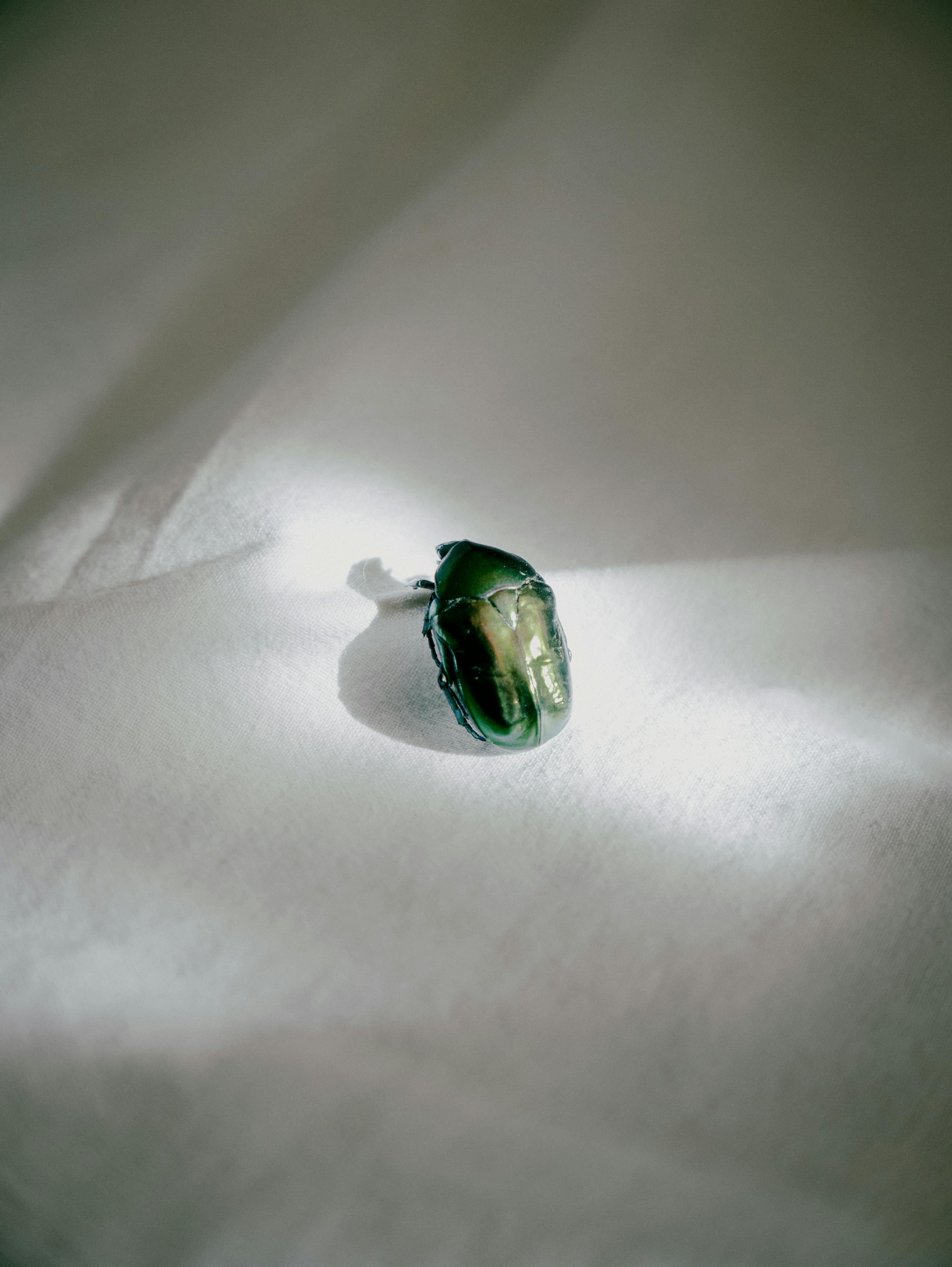 Beetle Shell Photos, Download The BEST Free Beetle Shell Stock Photos ...