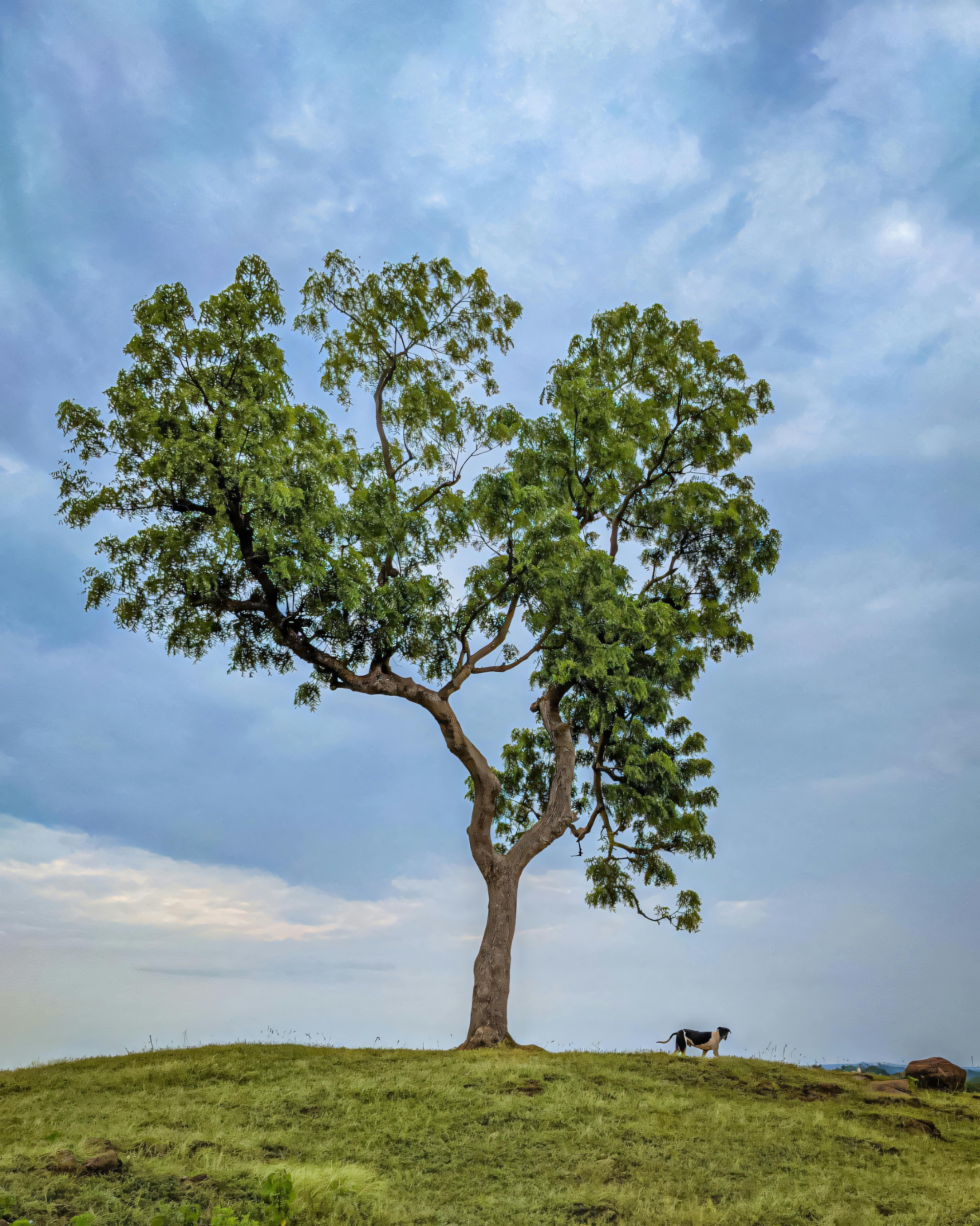 Photography of Tree · Free Stock Photo