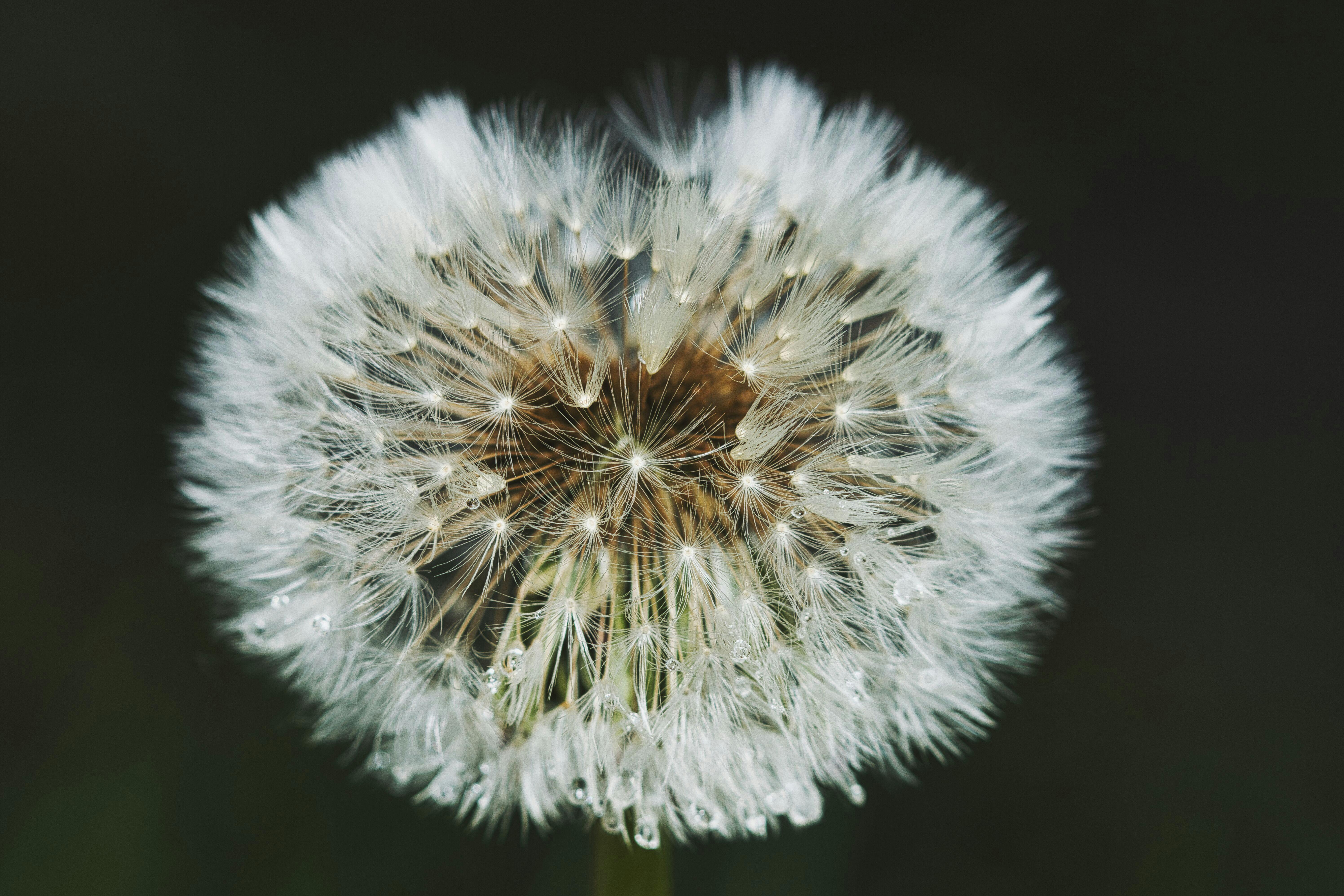 Close-up of Dew-Drenched Dandelion Puff · Free Stock Photo