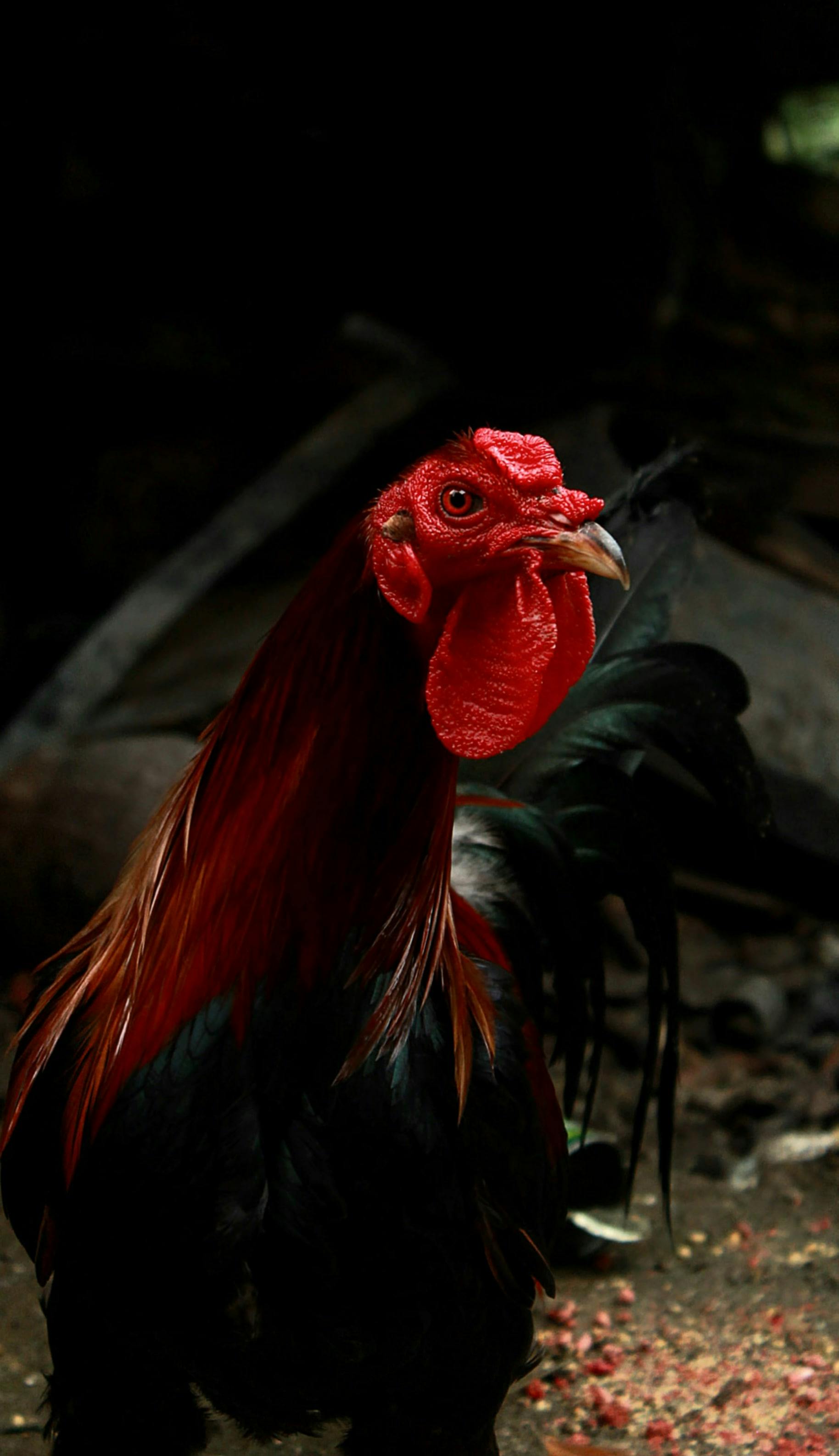 Funny Chicken Photos, Download The BEST Free Funny Chicken Stock Photos ...