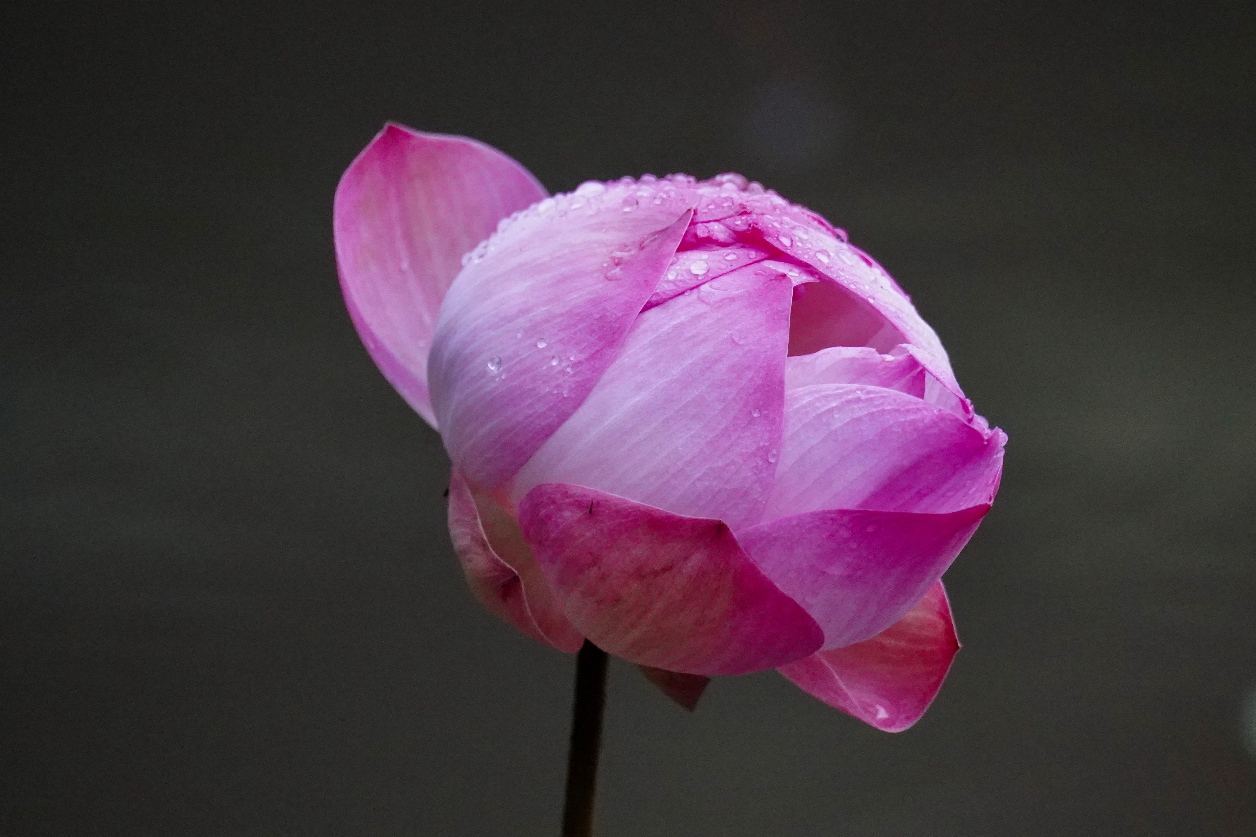 Close-up of Pink Lotus Flower with Dew Drops · Free Stock Photo