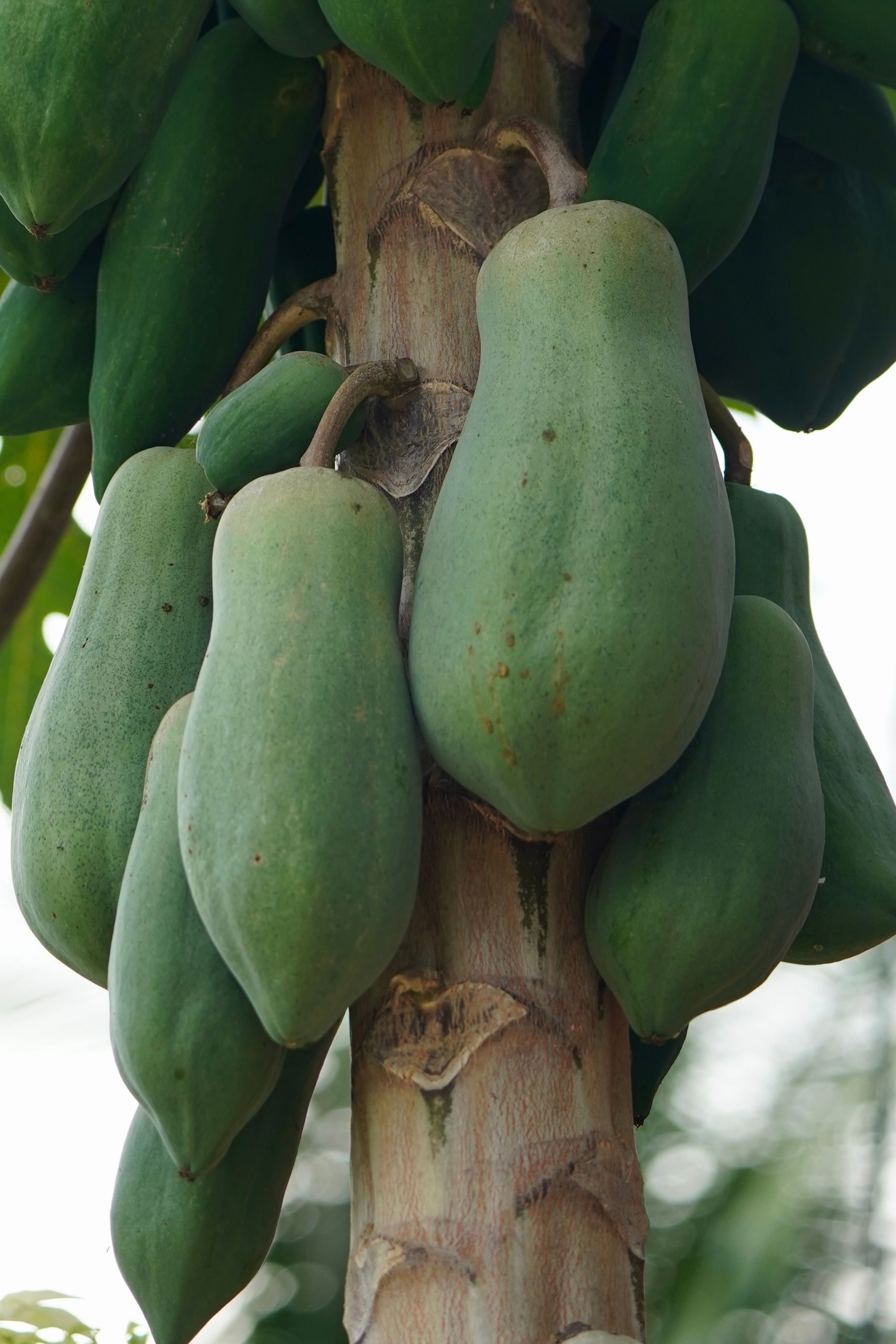 Green Papaya Fruits on Tree in Tropical Garden · Free Stock Photo