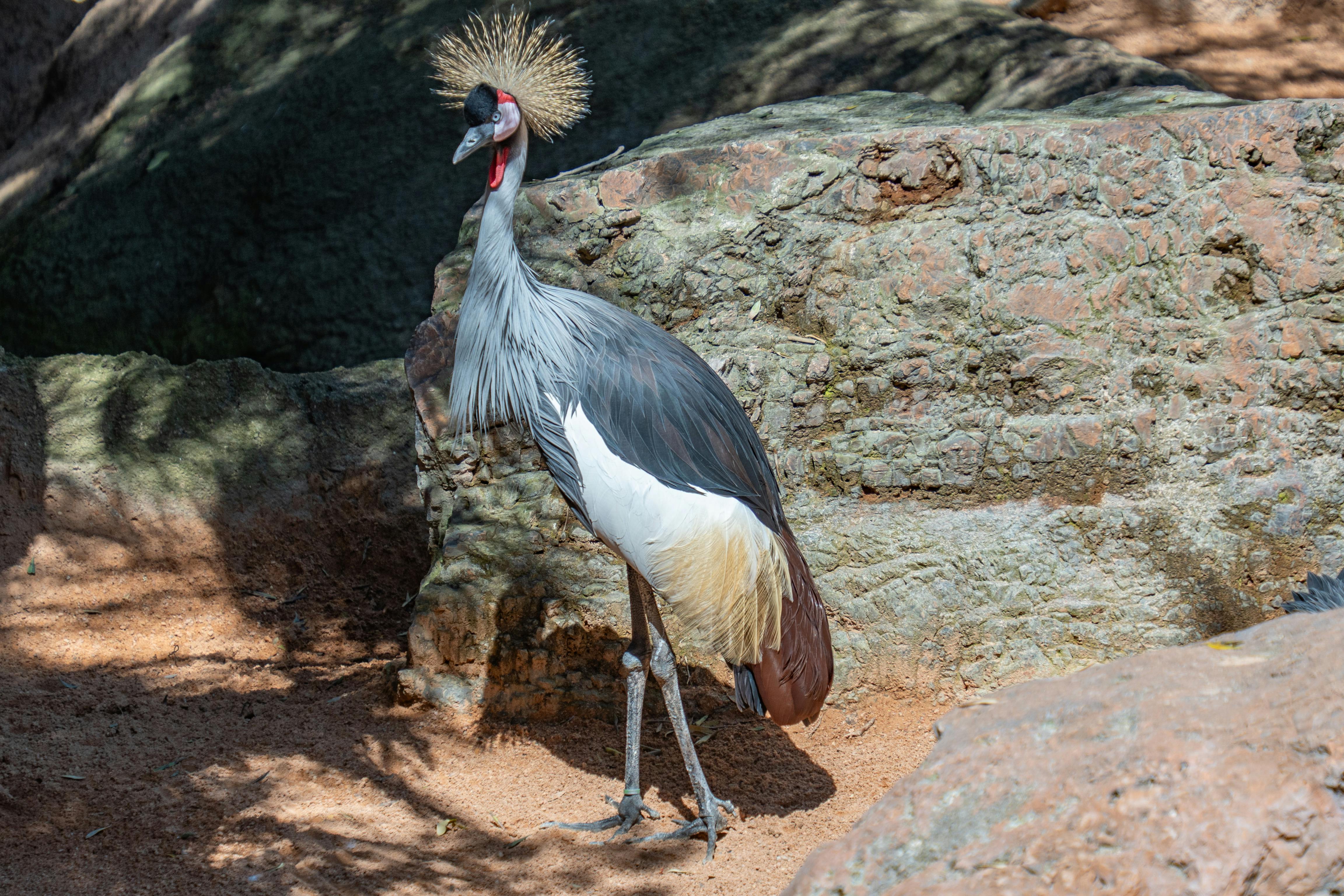 Crested Crane Photos, Download The BEST Free Crested Crane Stock Photos ...