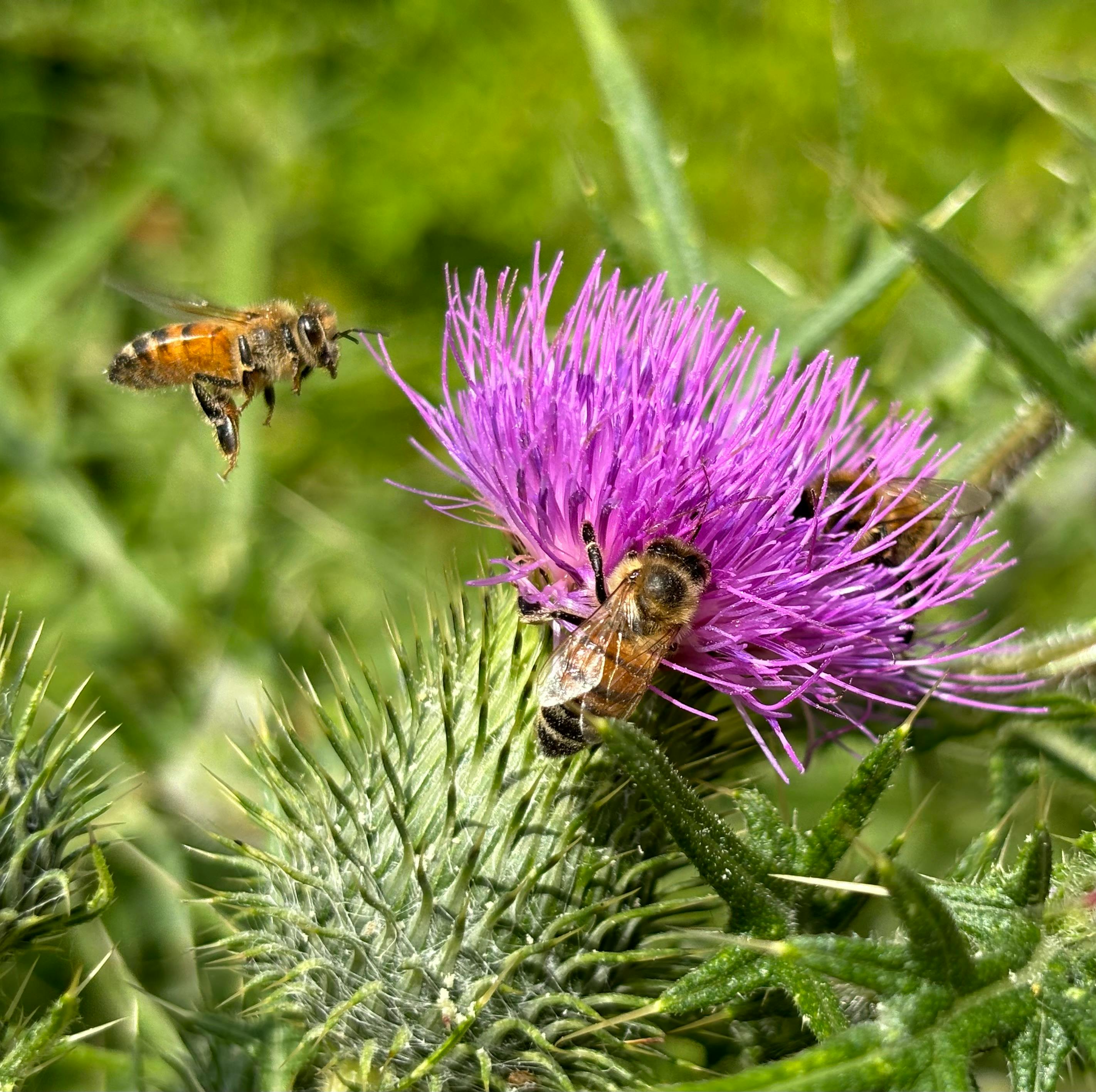 Bees Pollinating a Vibrant Purple Thistle Flower · Free Stock Photo