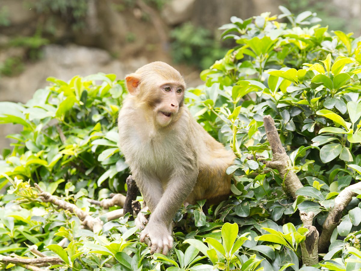 Rhesus Macaque Dna Human Photos, Download The BEST Free Rhesus Macaque ...