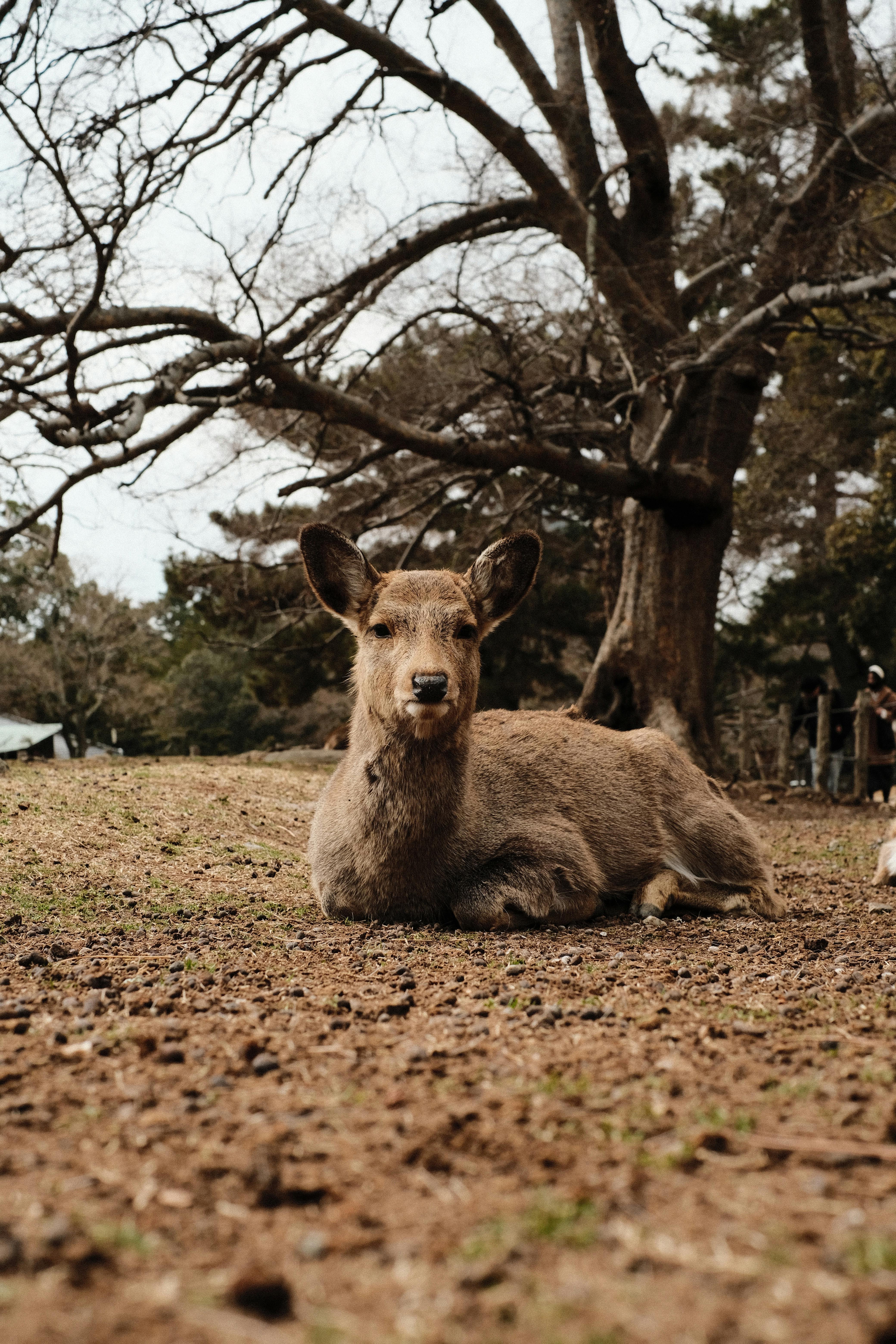 Peaceful Deer Resting in Nara Park, Japan · Free Stock Photo