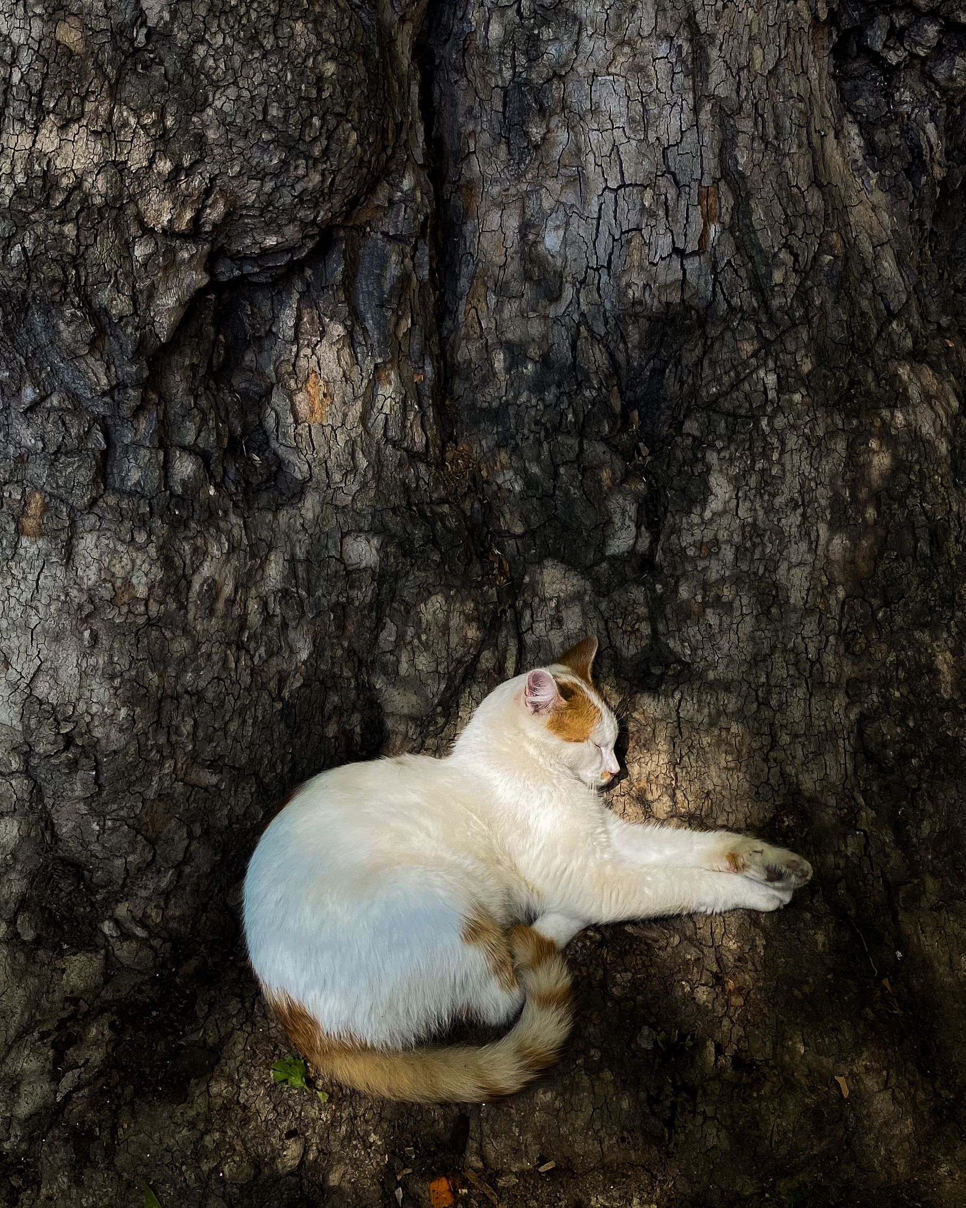 Sleeping Cat Rests Against Textured Tree Trunk · Free Stock Photo