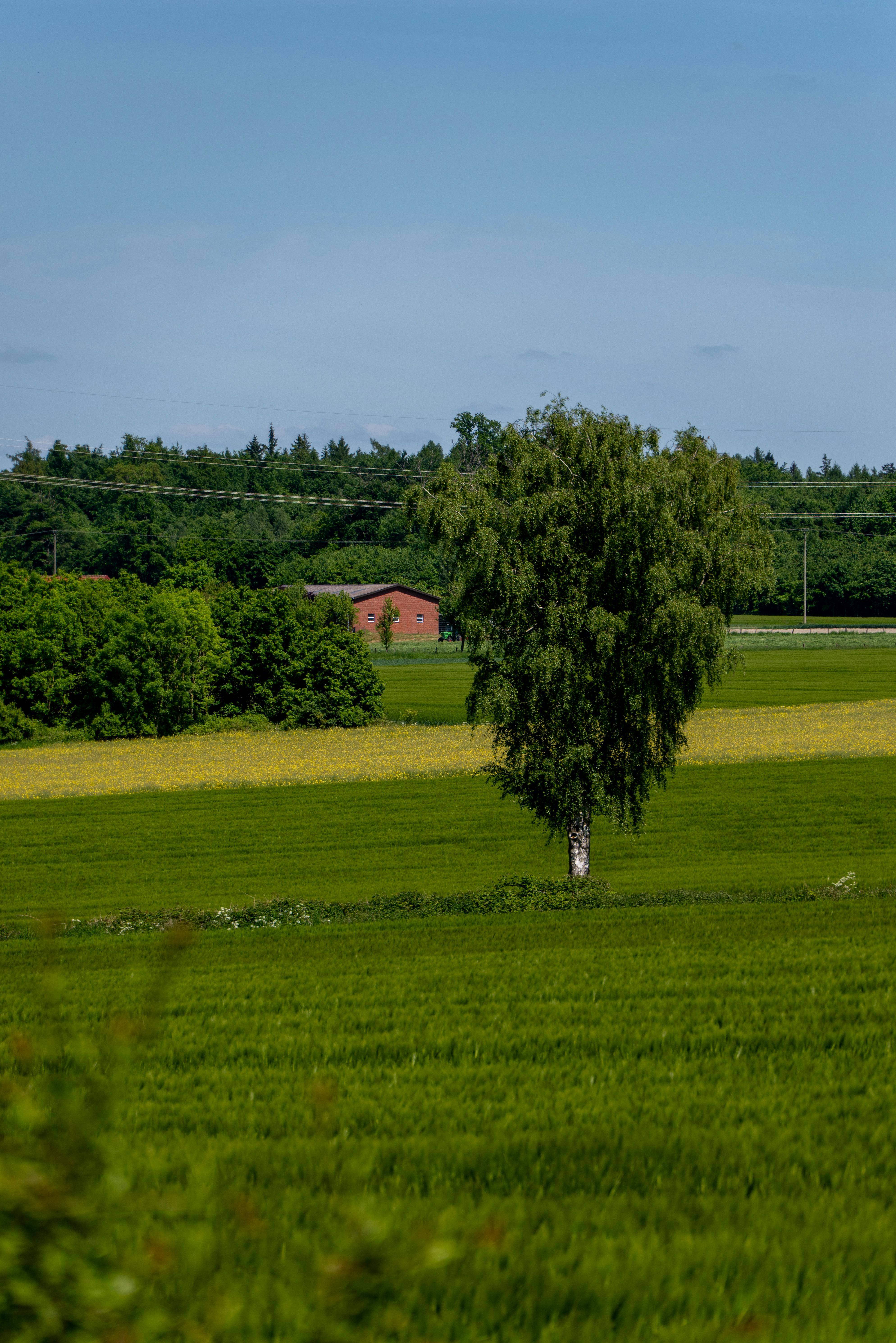 Lone Birch Tree in Lush Summer Field · Free Stock Photo