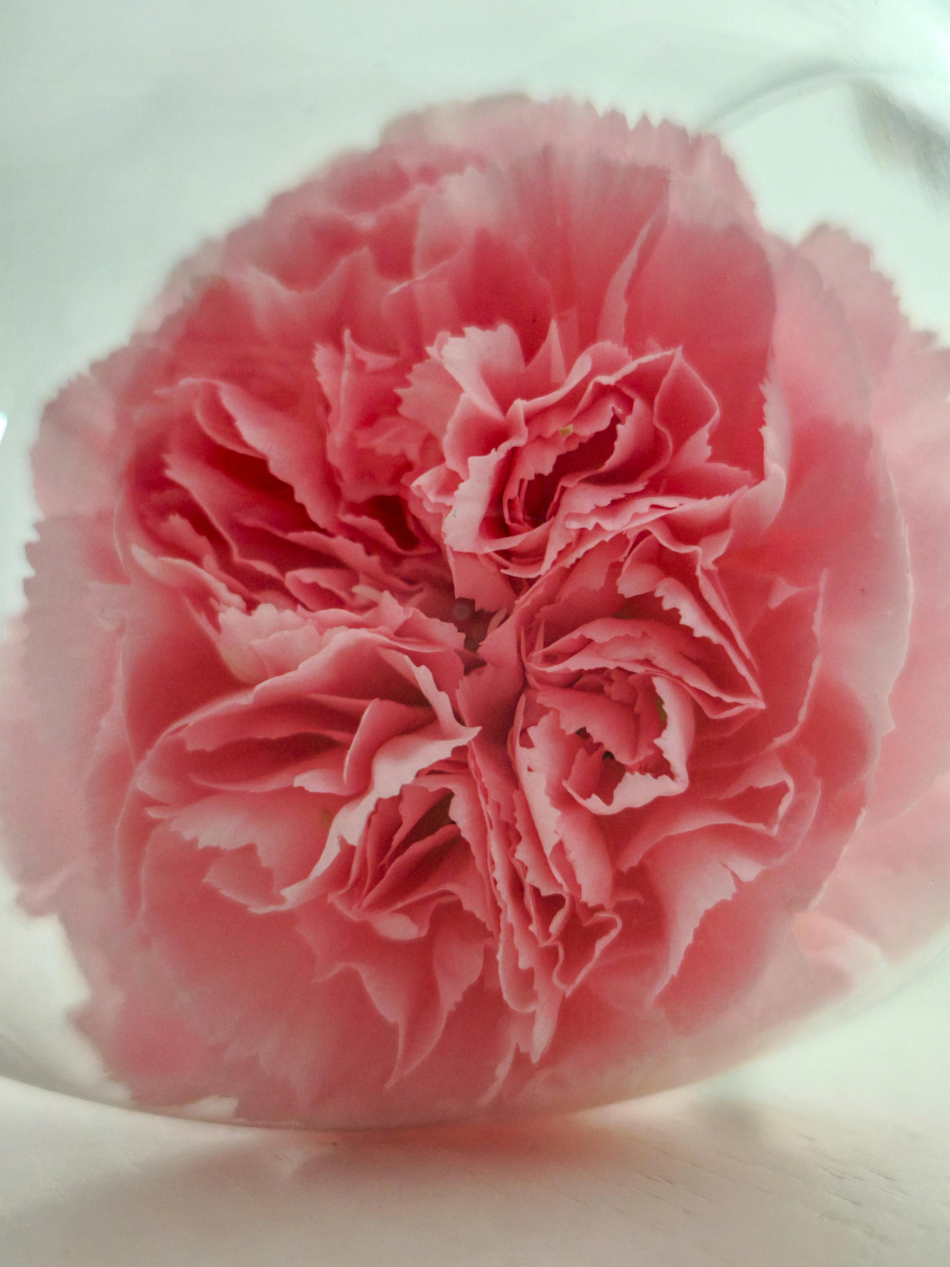 Close-up of Pink Carnation in Soft Light · Free Stock Photo