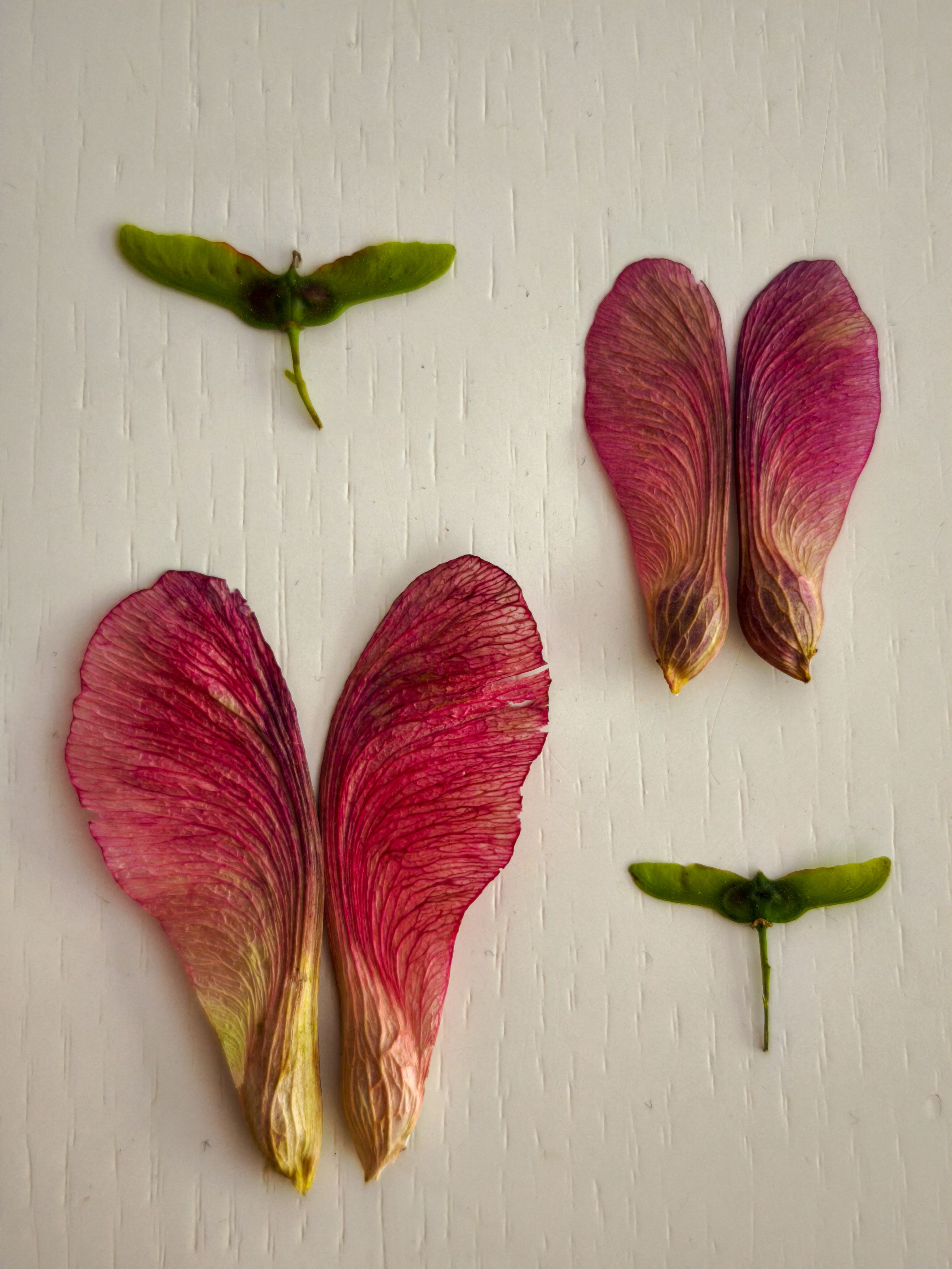 Artistic Flat Lay of Vibrant Flower Petals · Free Stock Photo