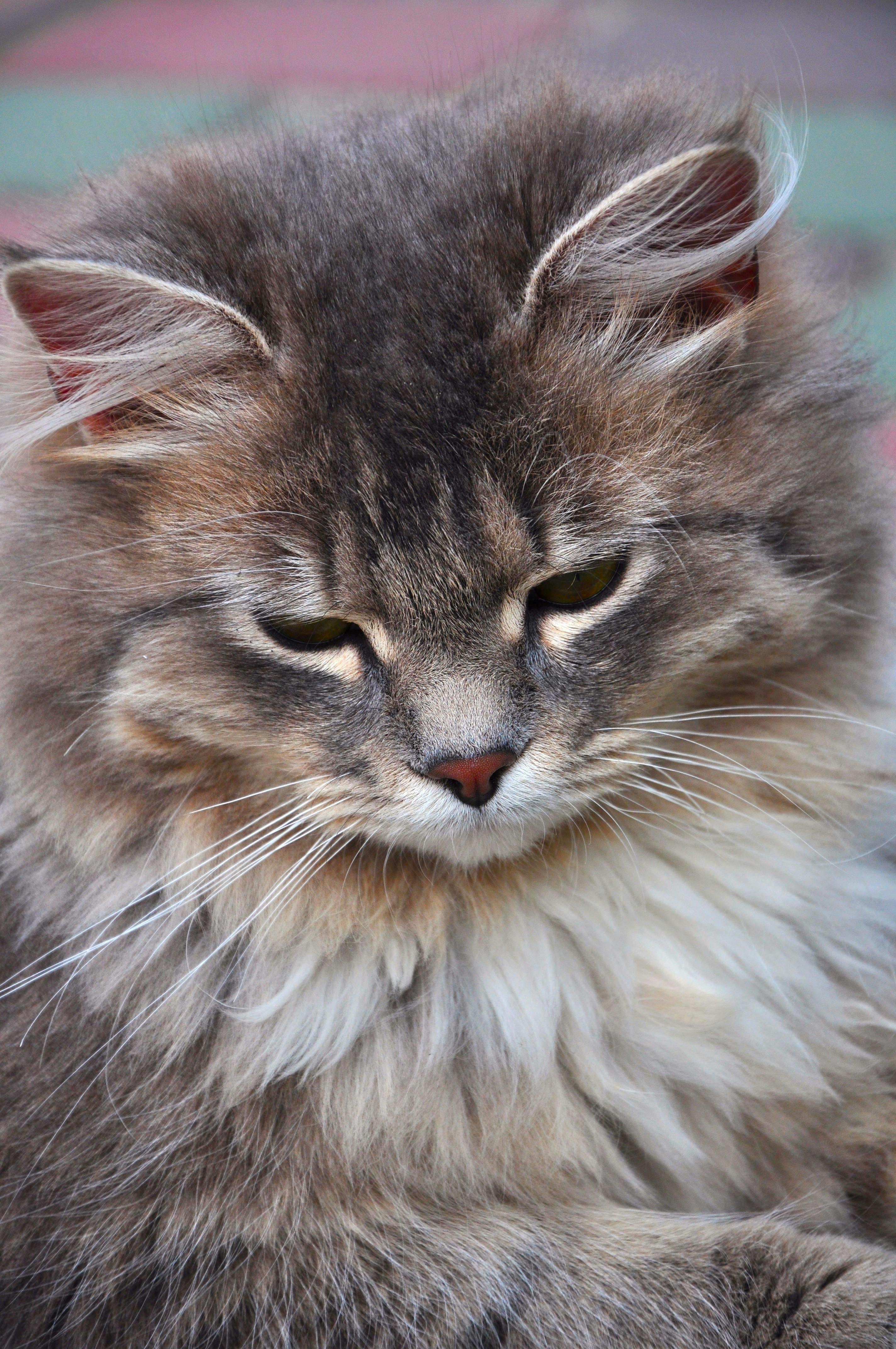 Mp4+Siberian Photos, Download The BEST Free Mp4+Siberian Stock Photos ...