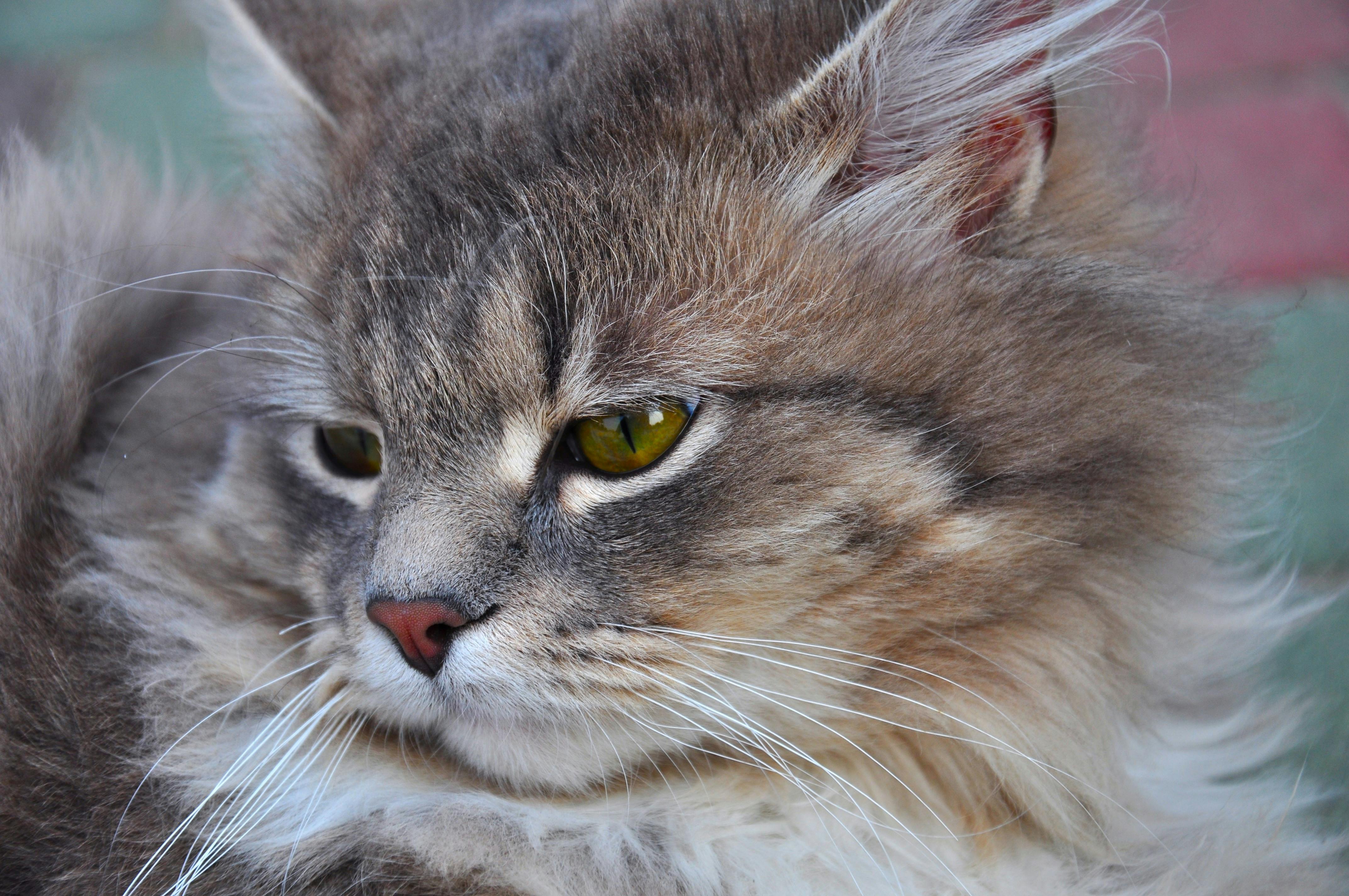 Close-Up Portrait of a Fluffy Grey Cat · Free Stock Photo