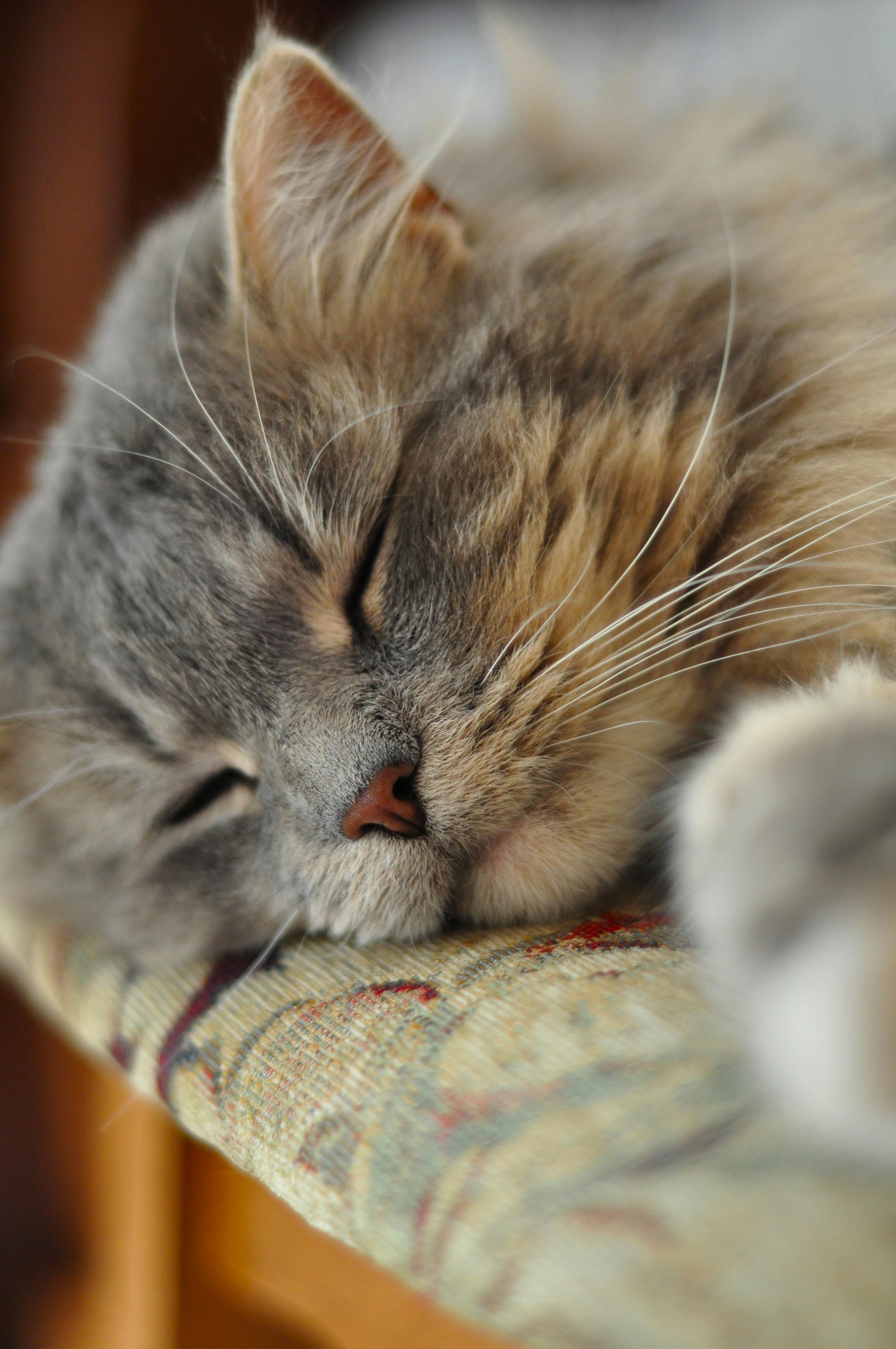 คลังภาพถ่ายฟรีของ # ในร่ม, felis catus, ragdoll, การดูแลสัตว์เลี้ยง ...