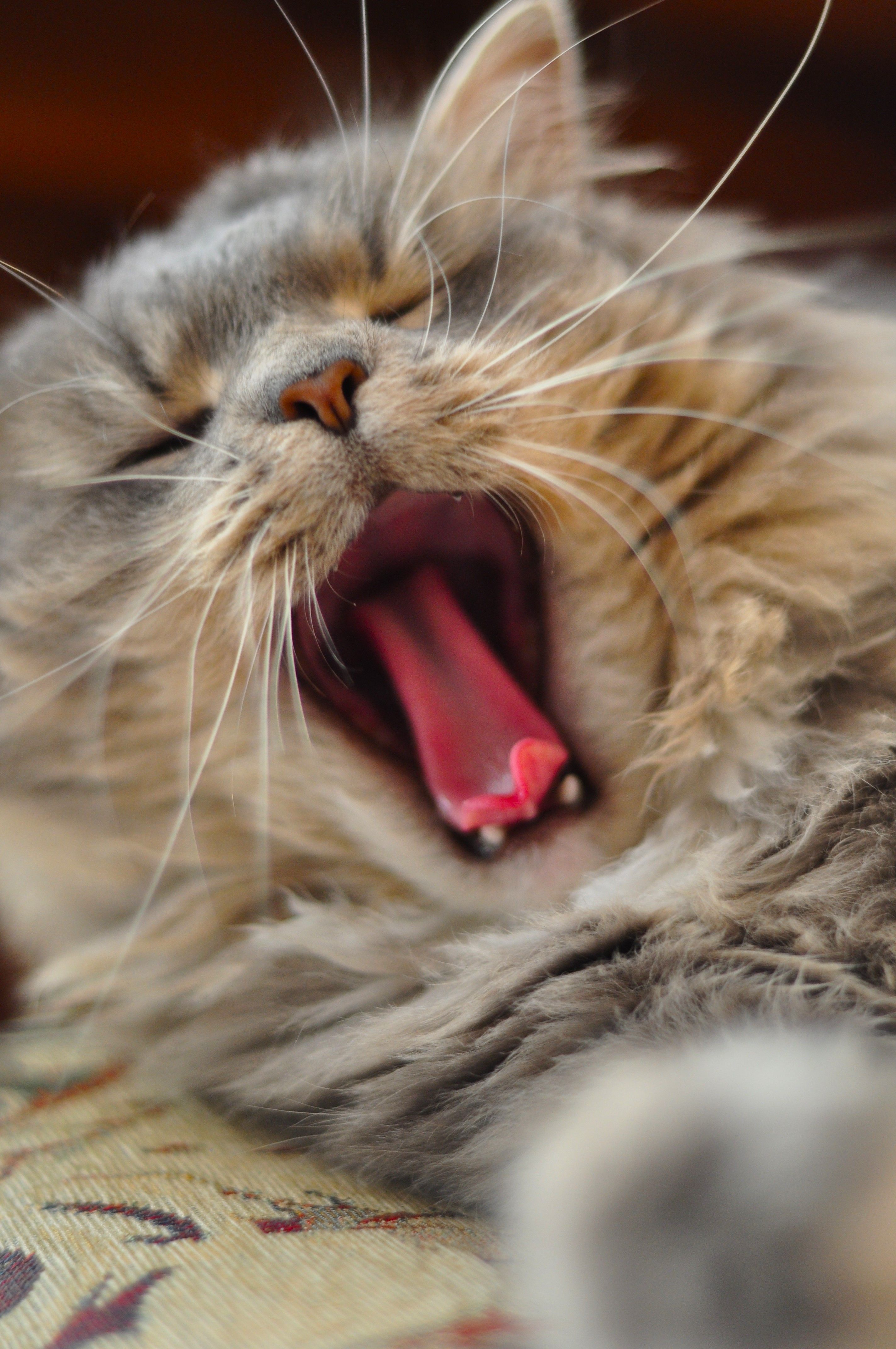 Beluga Cat Photos, Download The BEST Free Beluga Cat Stock Photos & HD ...